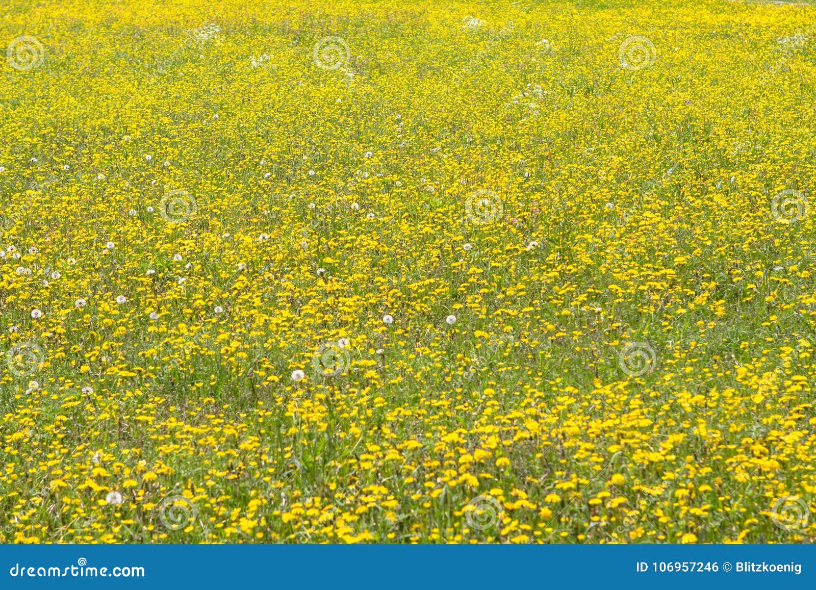Field of spring dandelions stock photo. Image of close - 106957246