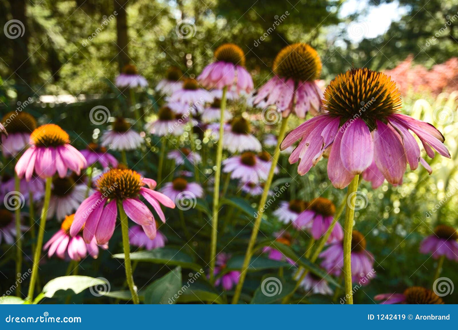 Field of spring flowers stock image. Image of flourish - 1242419