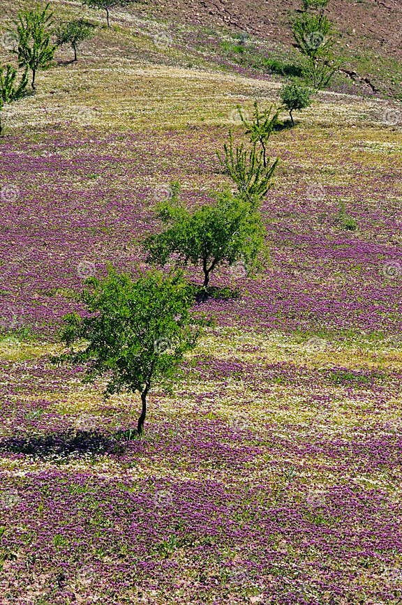 Field of Spring flowers stock image. Image of andalusian - 23651007