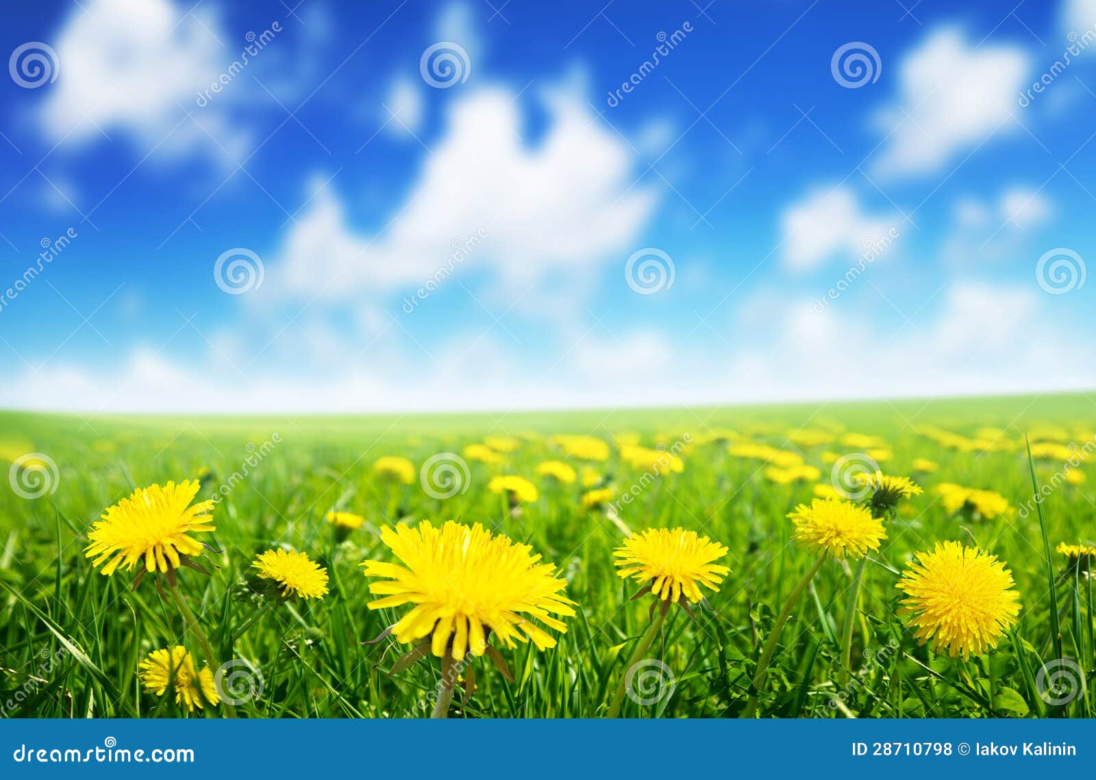 Field of spring flowers stock photo. Image of farm, macro - 28710798