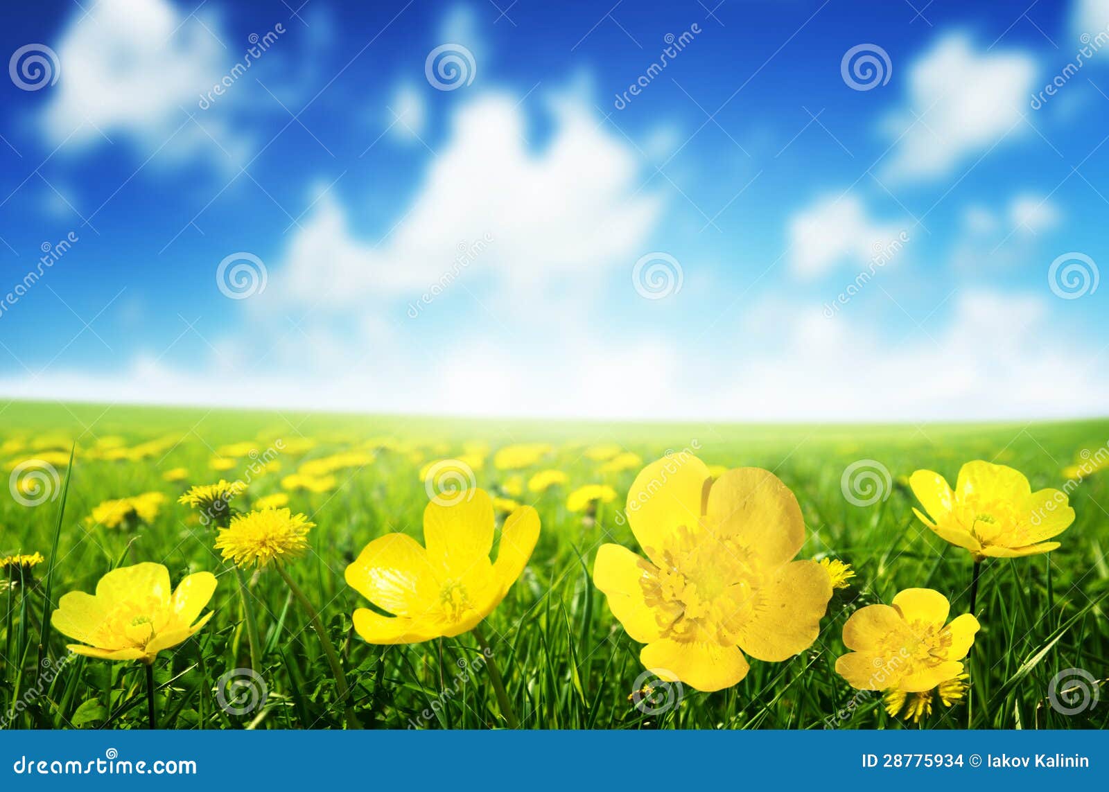 Field of spring flowers stock photo. Image of land, buttercup - 28775934