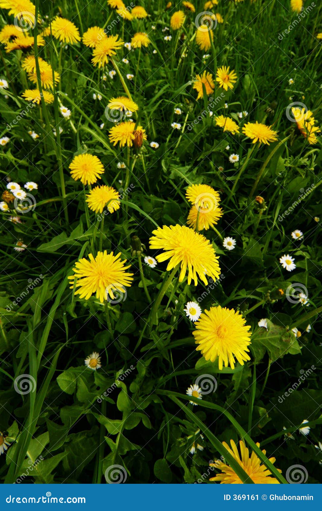 Field of spring flowers stock image. Image of green, bloom - 369161