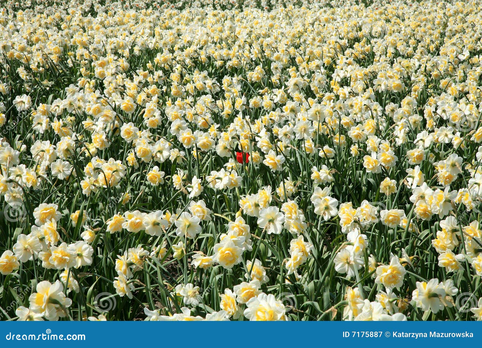 Field of spring flowers. stock image. Image of group, jonquil - 7175887
