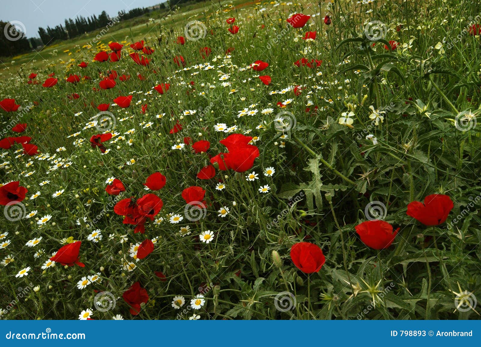 A field of spring flowers stock image. Image of green, flowerbed - 798893