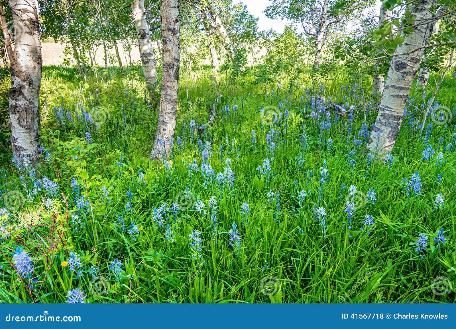 Field of Spring Flowers in an Aspen Forest Stock Photo - Image of trees ...
