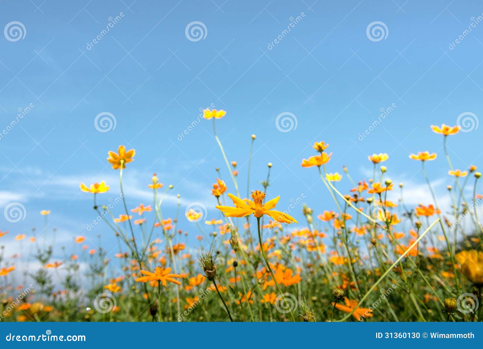 Field of spring flowers stock photo. Image of green, idyllic - 31360130