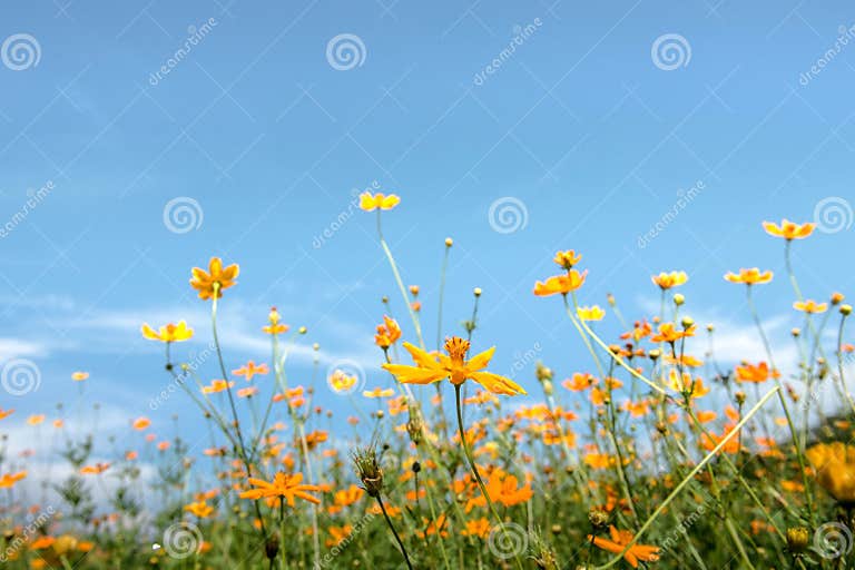 Field of spring flowers stock photo. Image of green, idyllic - 31360130