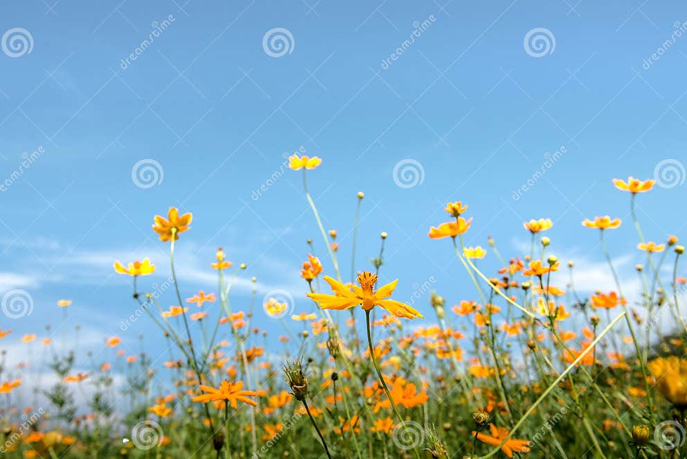 Field of spring flowers stock photo. Image of green, idyllic - 31360130