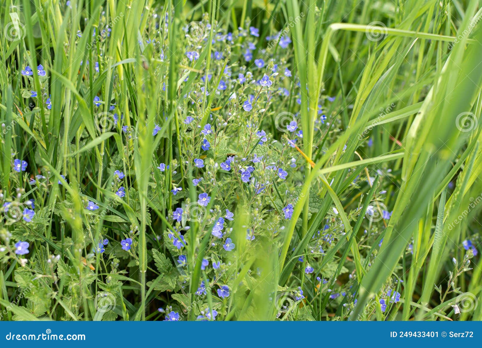 Field spring flowers stock image. Image of green, landscape - 249433401