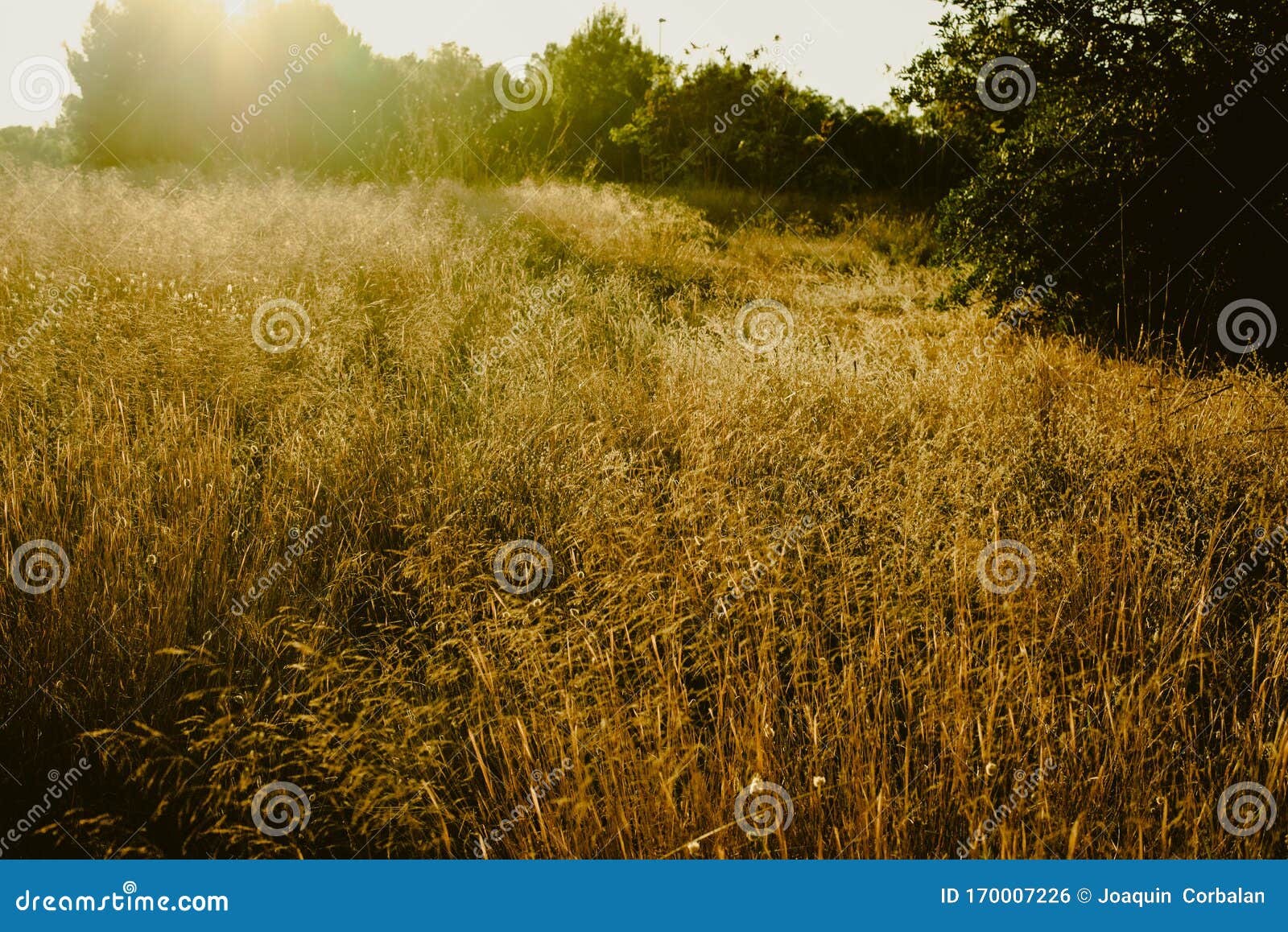 Field of Spring Flowers and Green Grass at Sunset Stock Photo - Image ...