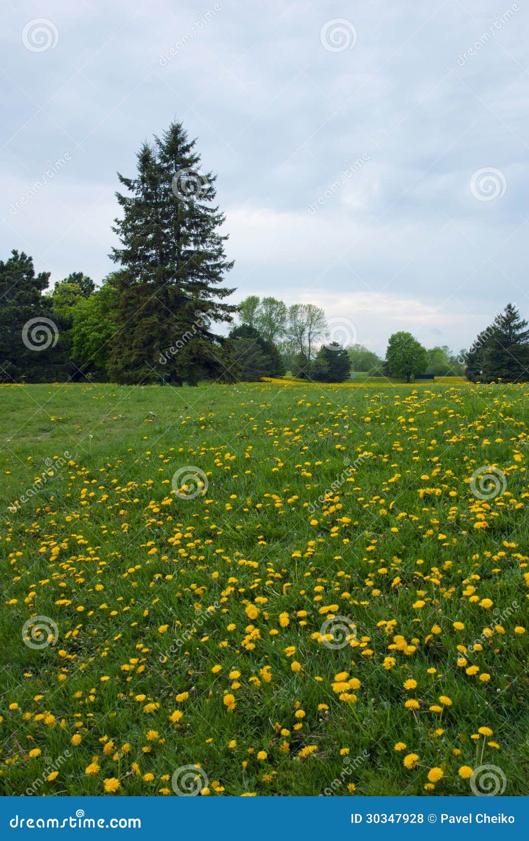 Field of spring flowers stock photo. Image of natural - 30347928