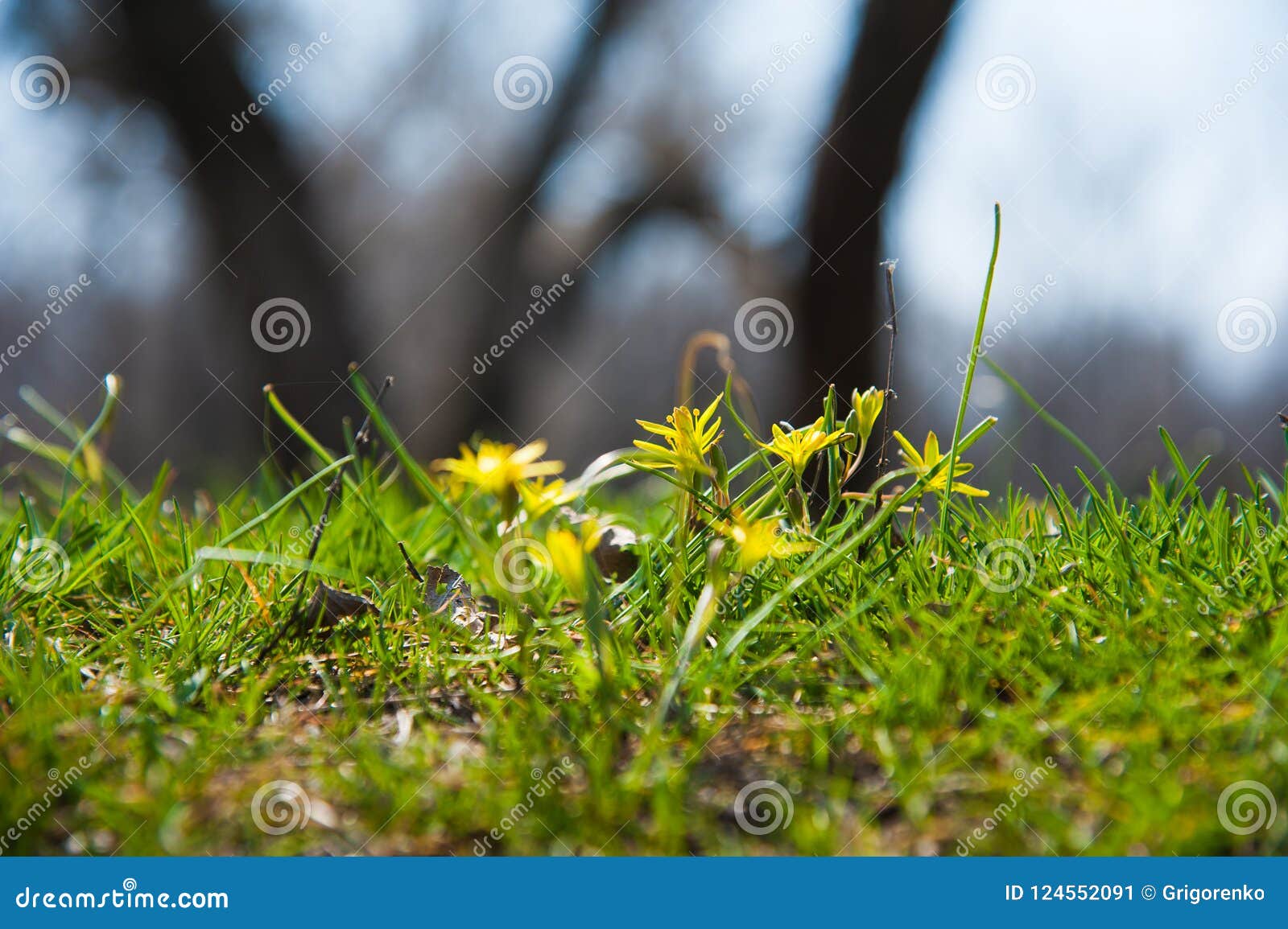 Field of spring flowers stock image. Image of valley - 124552091