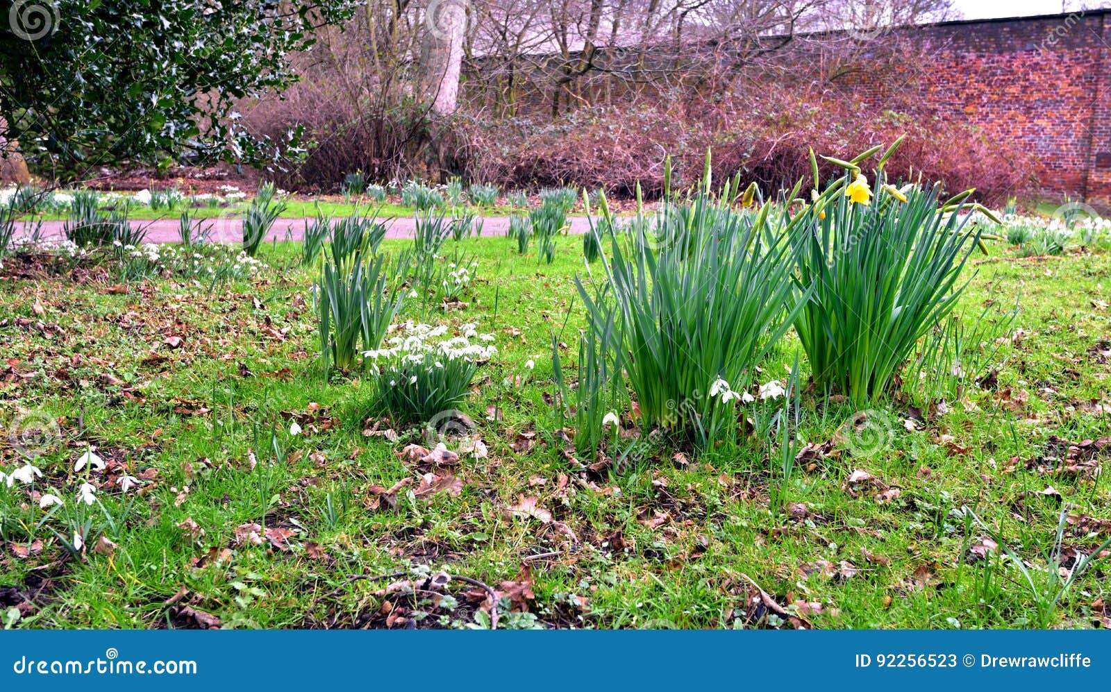 Field of Spring Flowers stock image. Image of leaves - 92256523