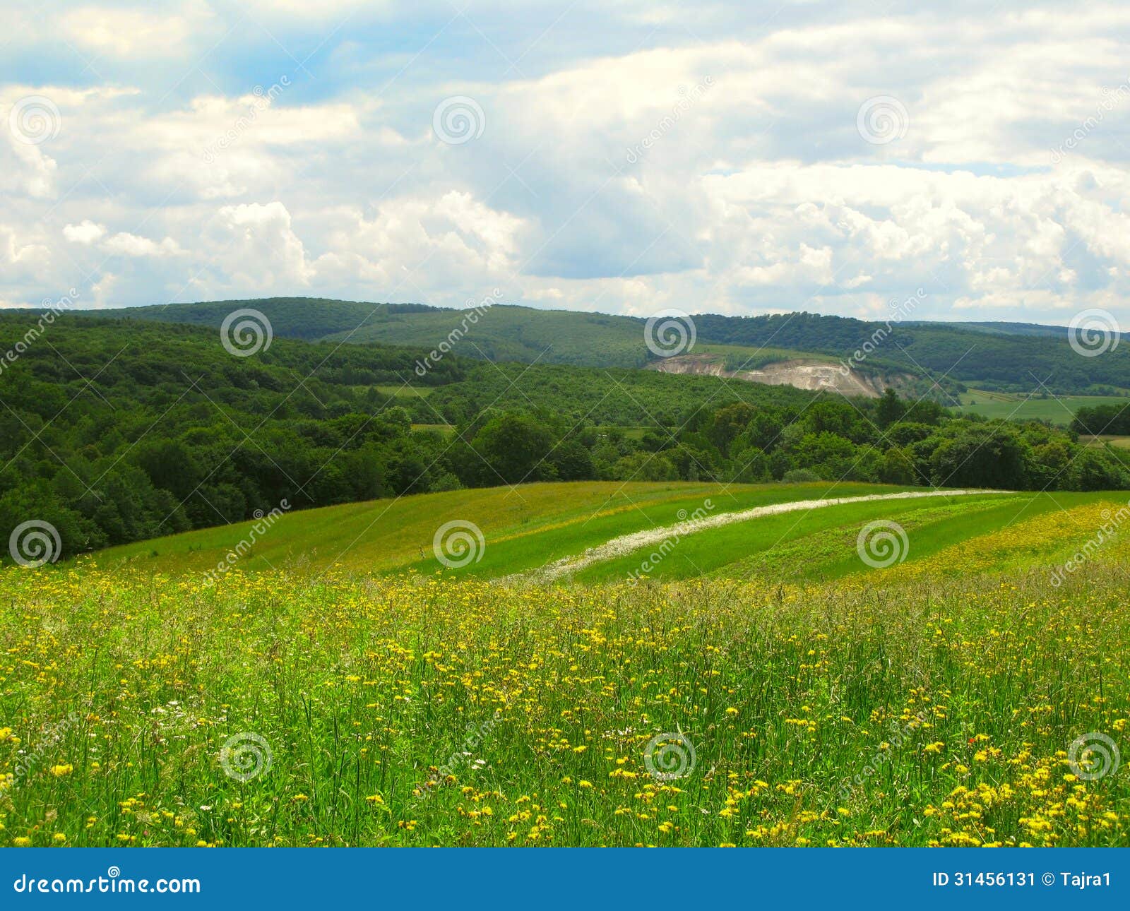 Field of spring flowers stock image. Image of green, flora - 31456131