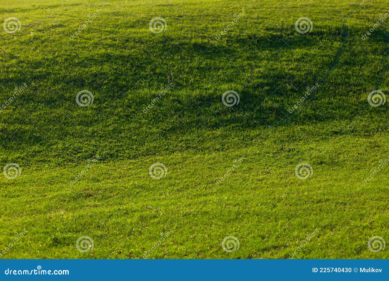 Field of spring grass stock photo. Image of land, light - 225740430