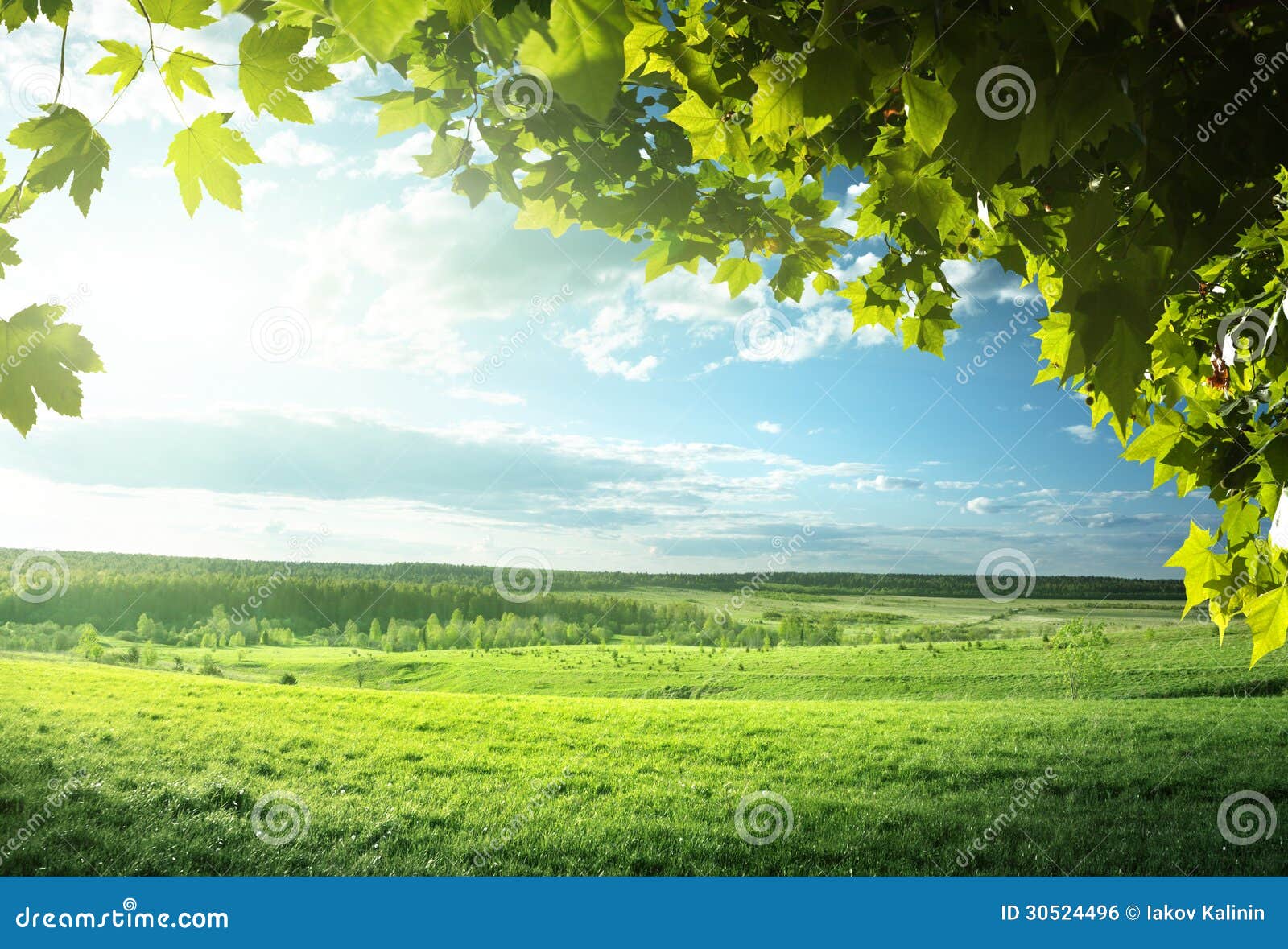 Field of spring grass stock photo. Image of north, hill - 30524496