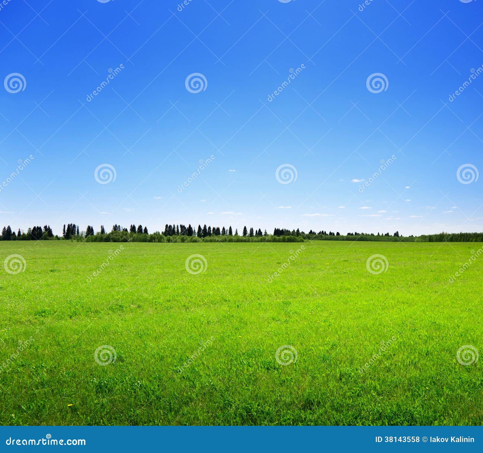 Field of spring grass stock photo. Image of background - 38143558