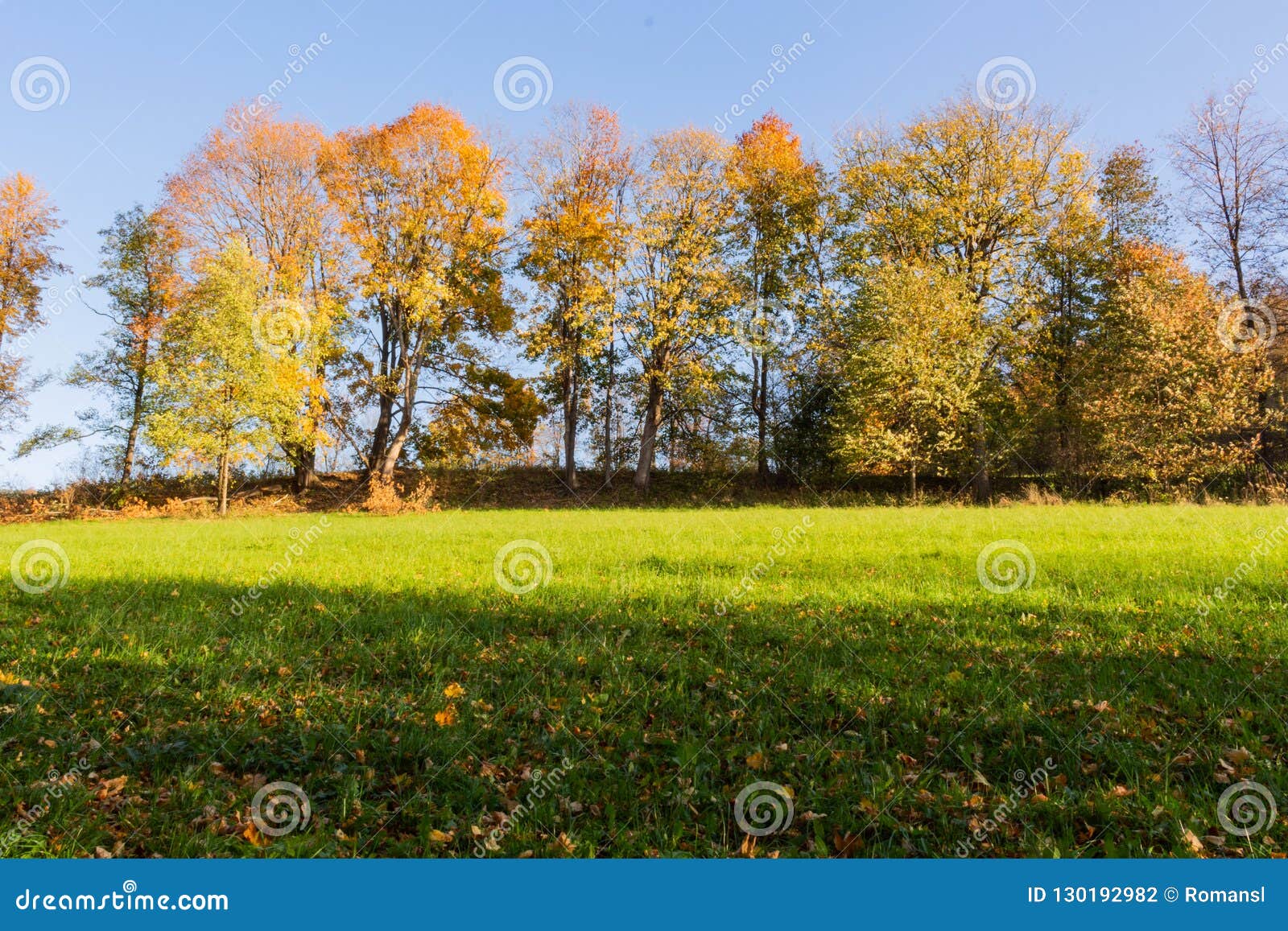 Field of Spring Grass and Forest in Sunset Time Stock Photo - Image of ...