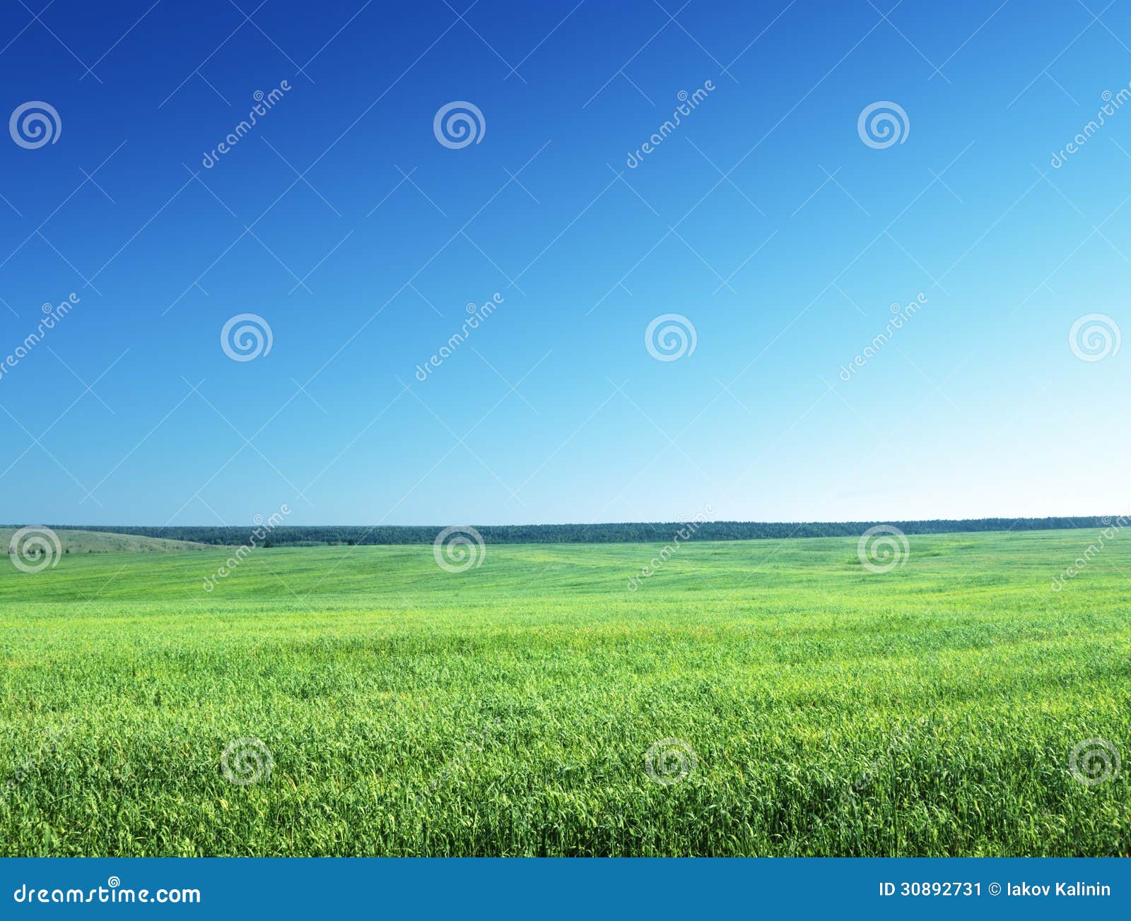 Field of spring grass stock image. Image of idyllic, clear - 30892731