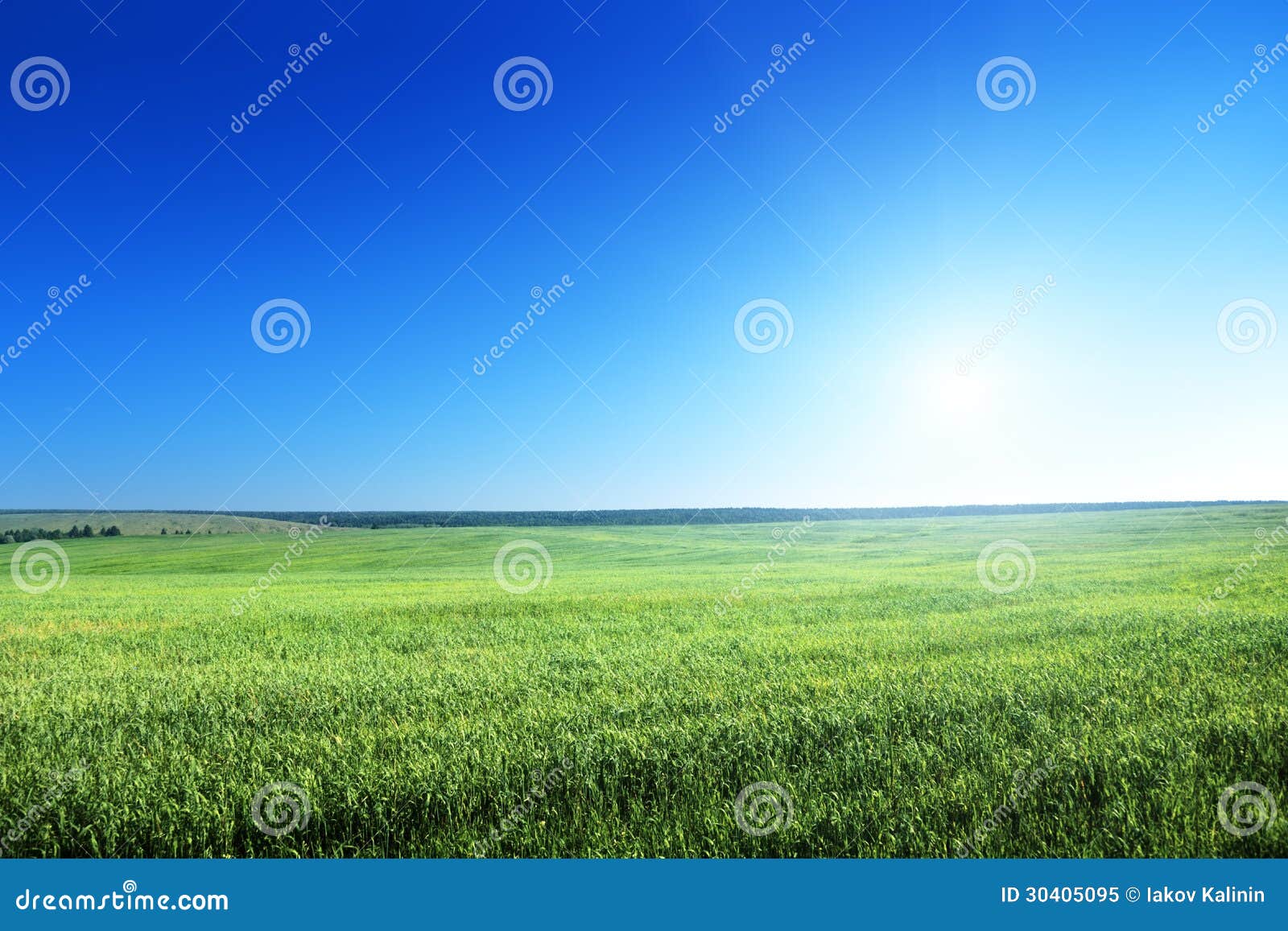 Field of spring grass stock image. Image of farming, countryside - 30405095