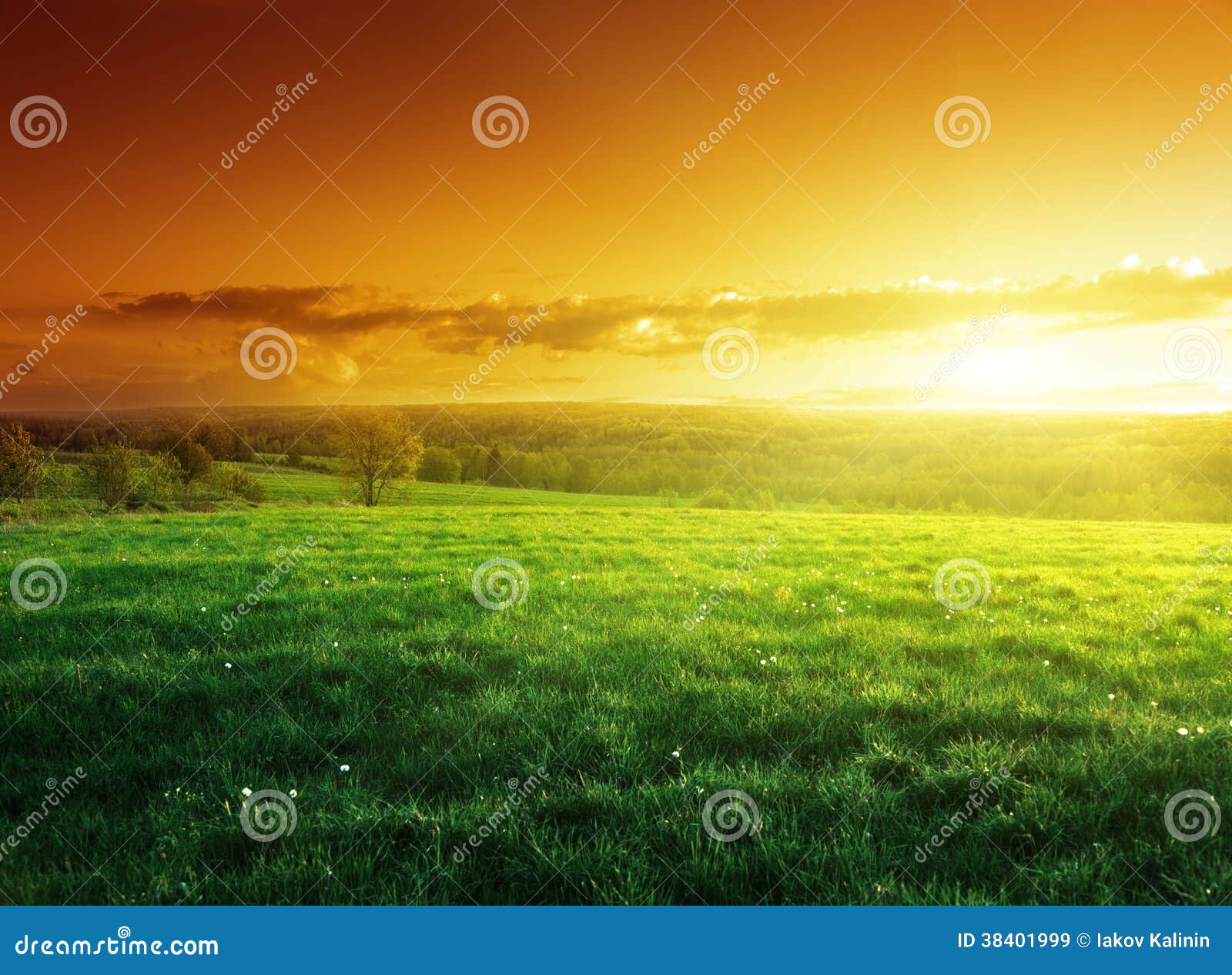 Field of Spring Grass in Sunset Time Stock Image - Image of meadow ...