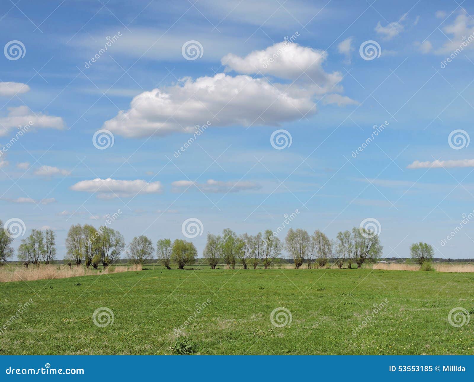 Field in spring, Lithuania stock image. Image of forest - 53553185