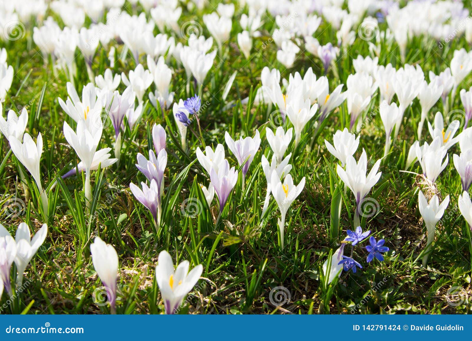 Field of Spring Pasqueflower Stock Photo - Image of violet, snows ...