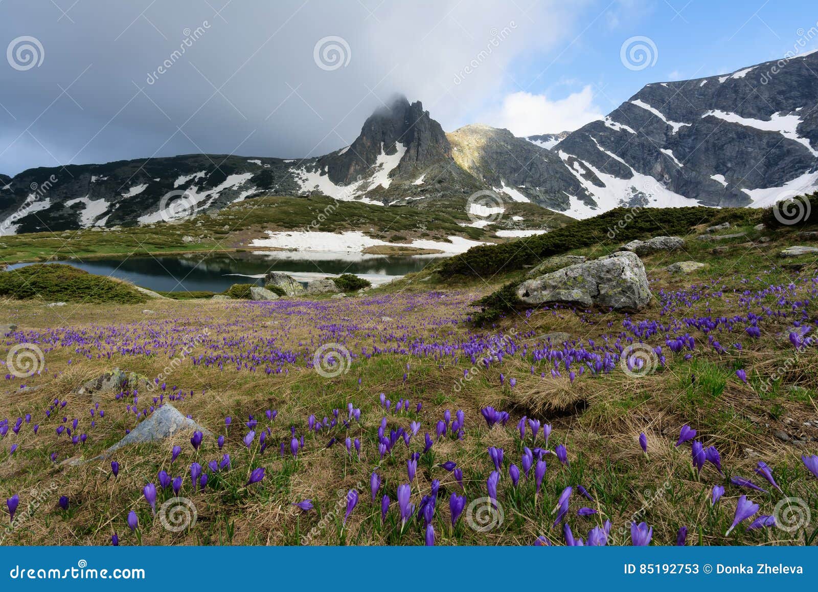 Field of Spring Time Crocuses and Haramiya Peak in the Rila Mountains ...