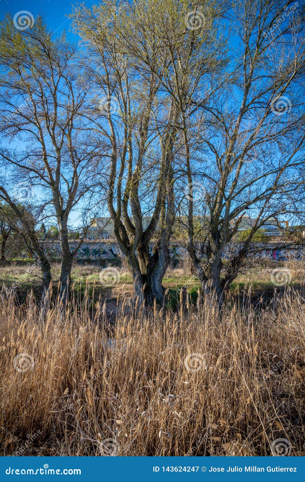 Bloom, new buds in spring stock image. Image of summer - 143624247