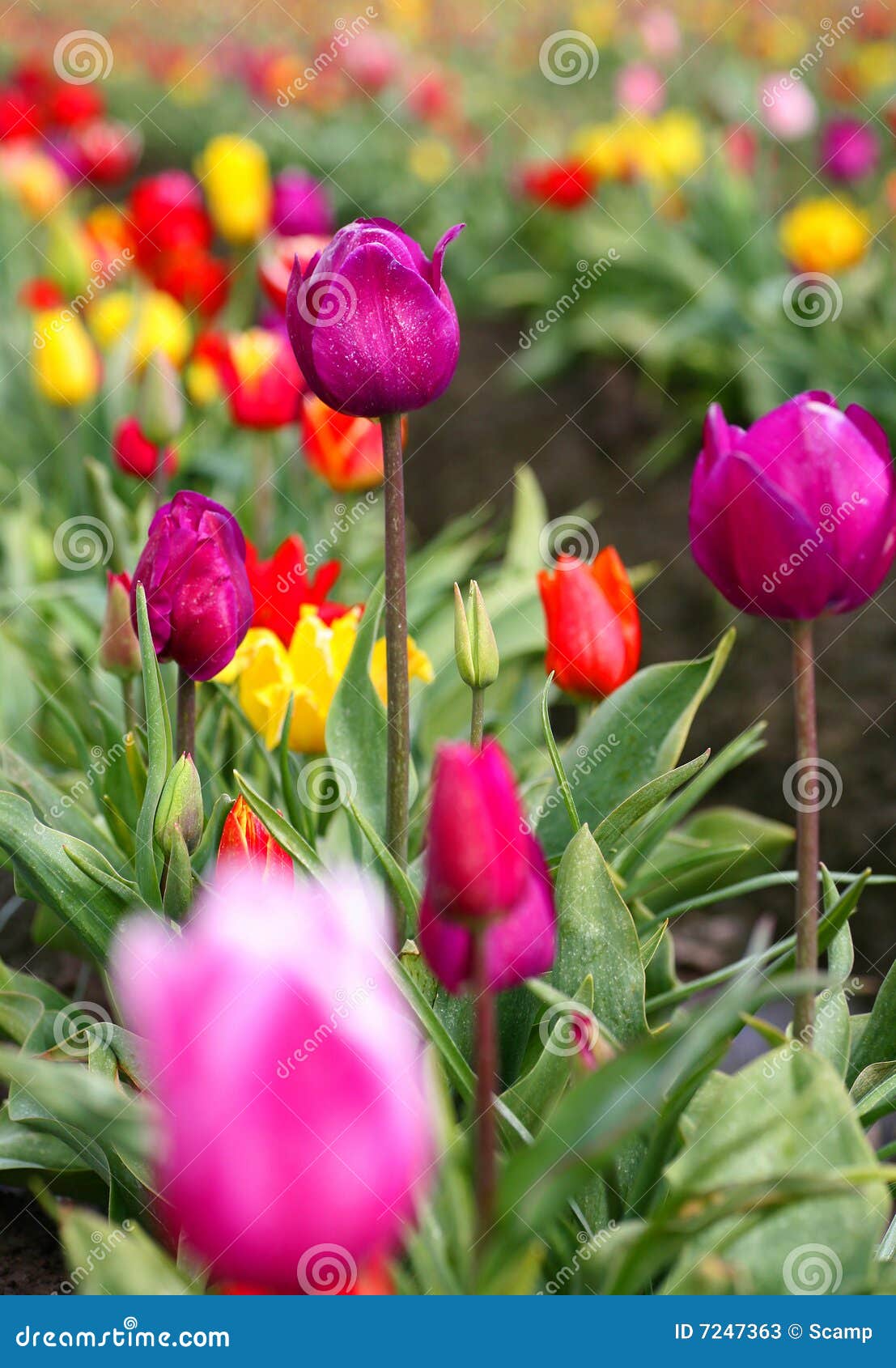 Field of Spring Tulips stock image. Image of water, tulips - 7247363