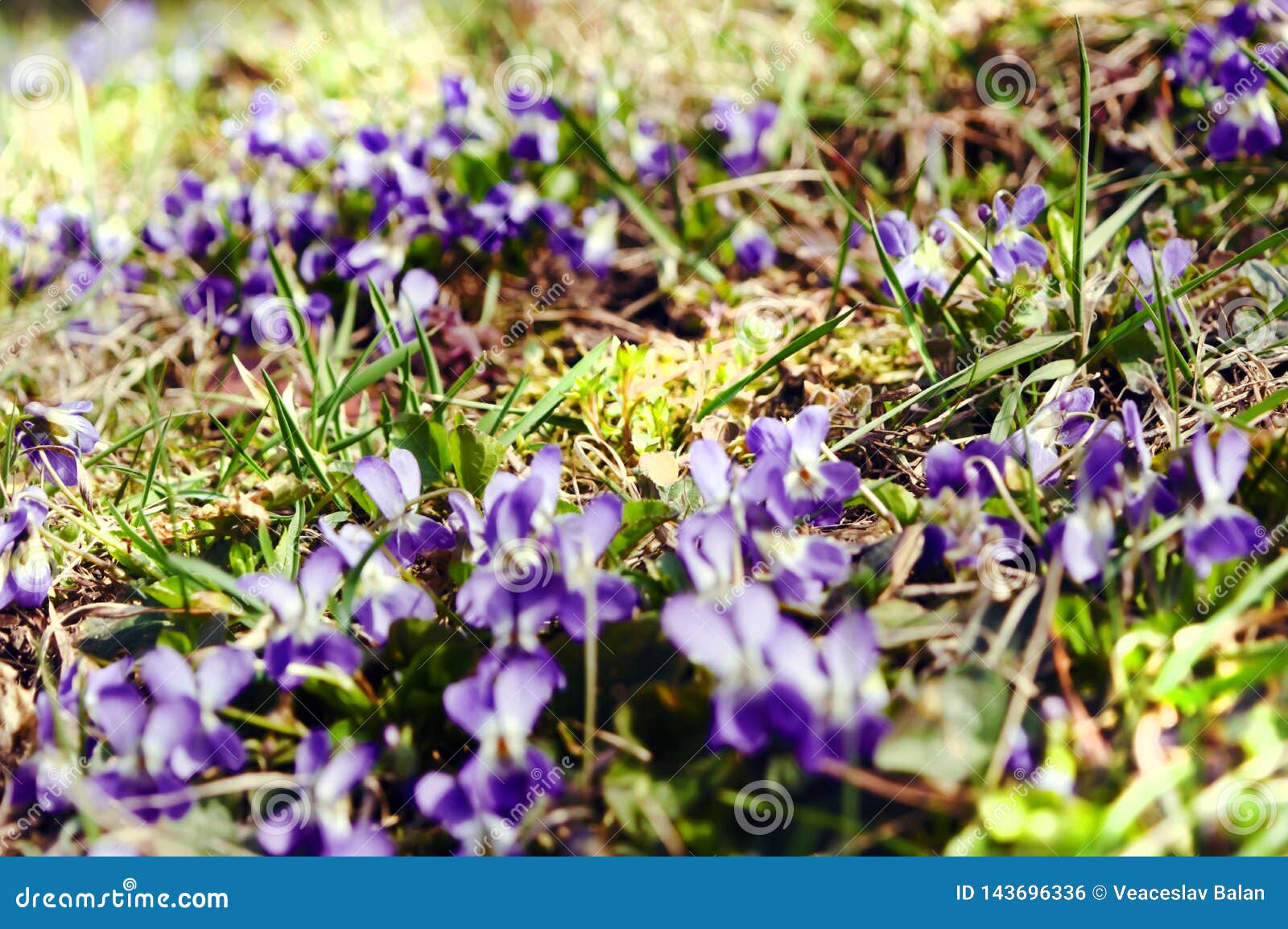 Field with spring violets stock photo. Image of aroma - 143696336