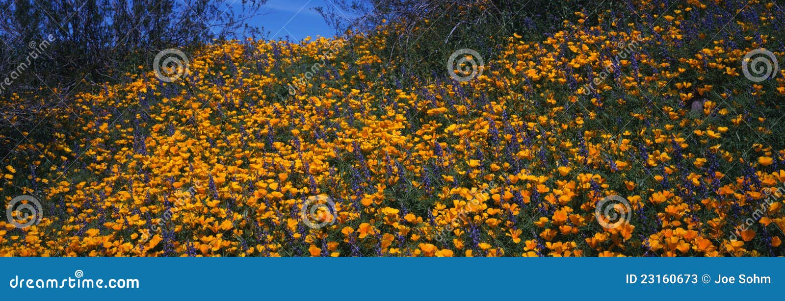Field of Spring Wildflowers Stock Image - Image of goldpoppy, rural ...