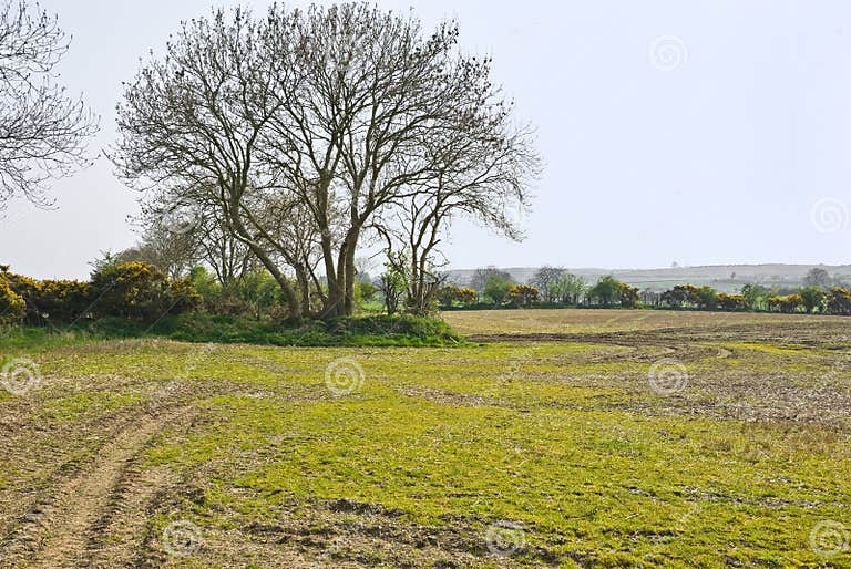 Field in Springtime stock image. Image of dirt, grass - 19818633