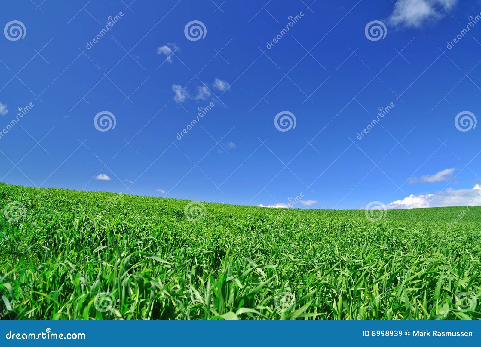 Field in springtime stock image. Image of bright, summer - 8998939