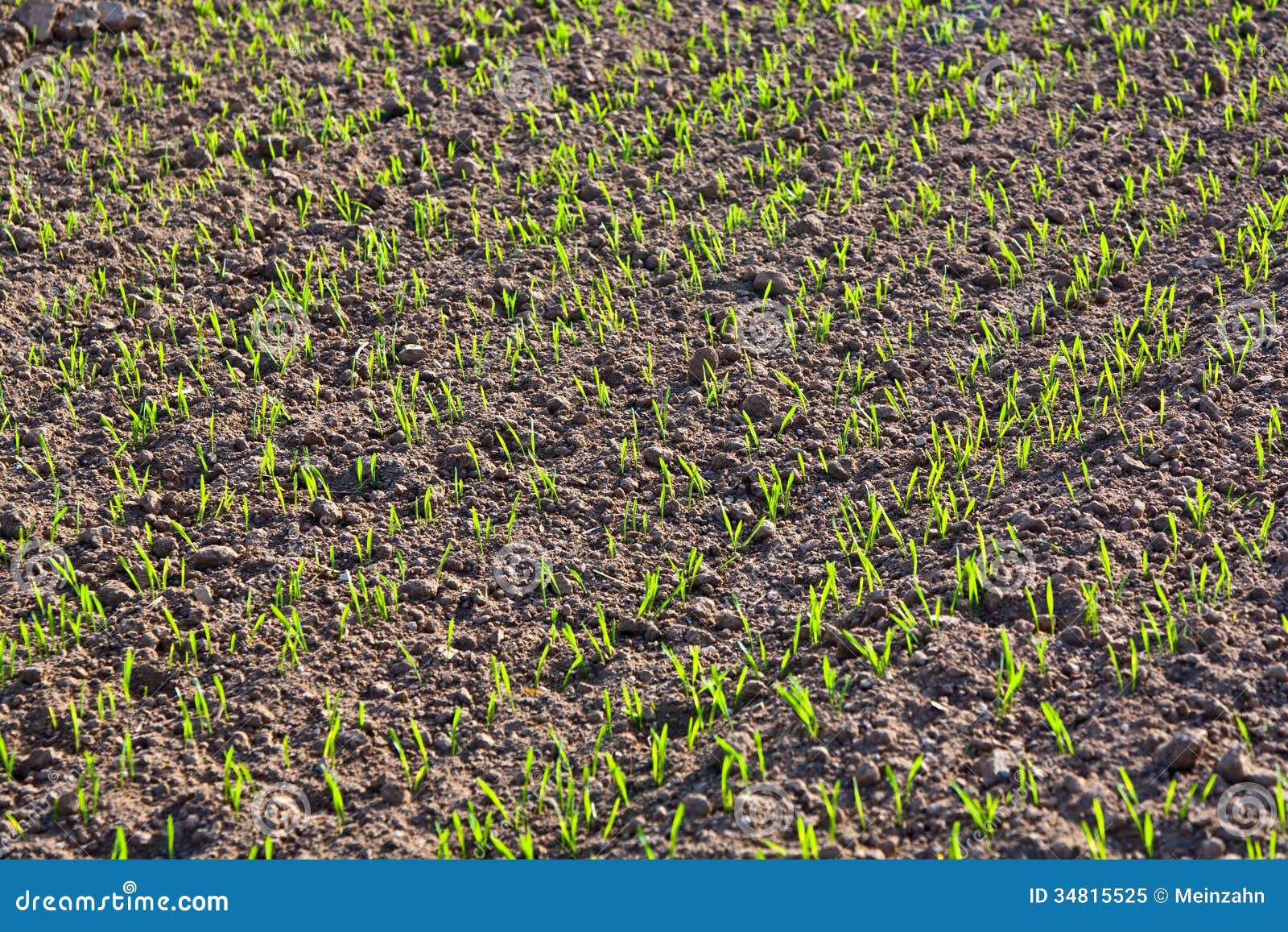 Field in Springtime with Growing Plants Stock Image - Image of grow ...