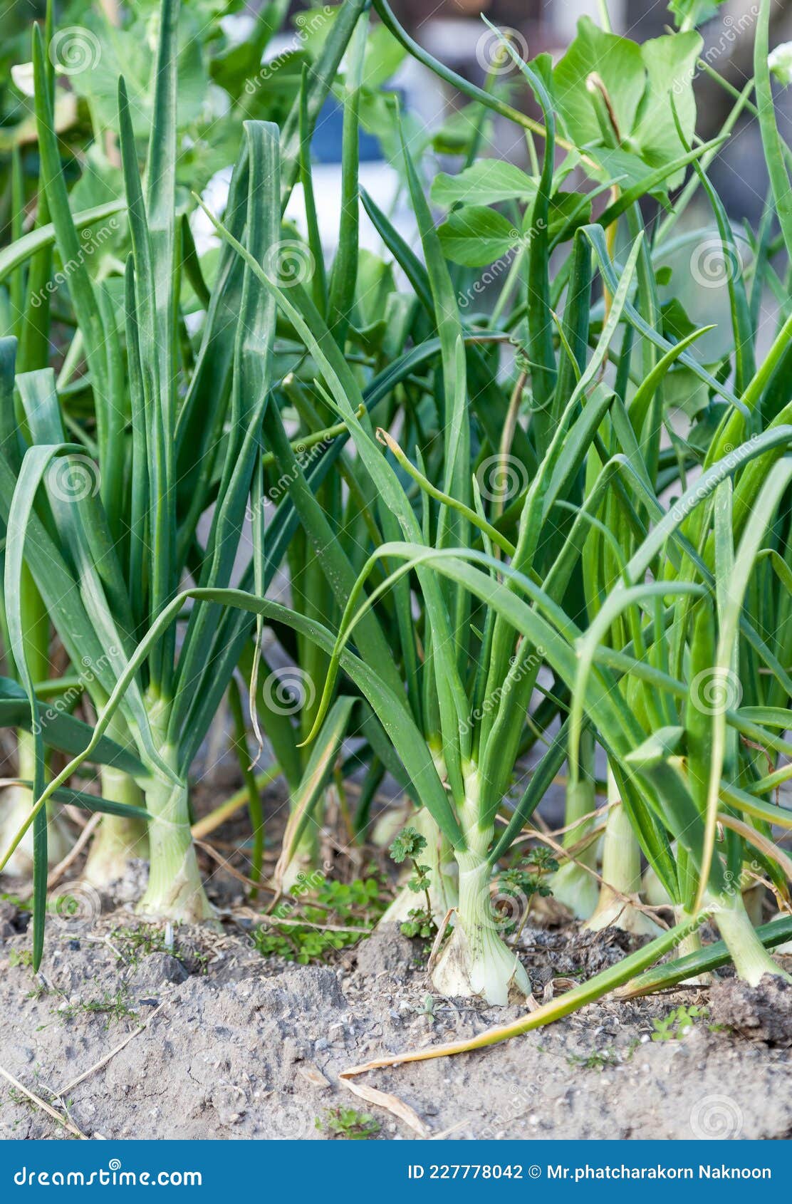 Field of Sprout Spring Garden Plants Onion Stock Photo - Image of green ...