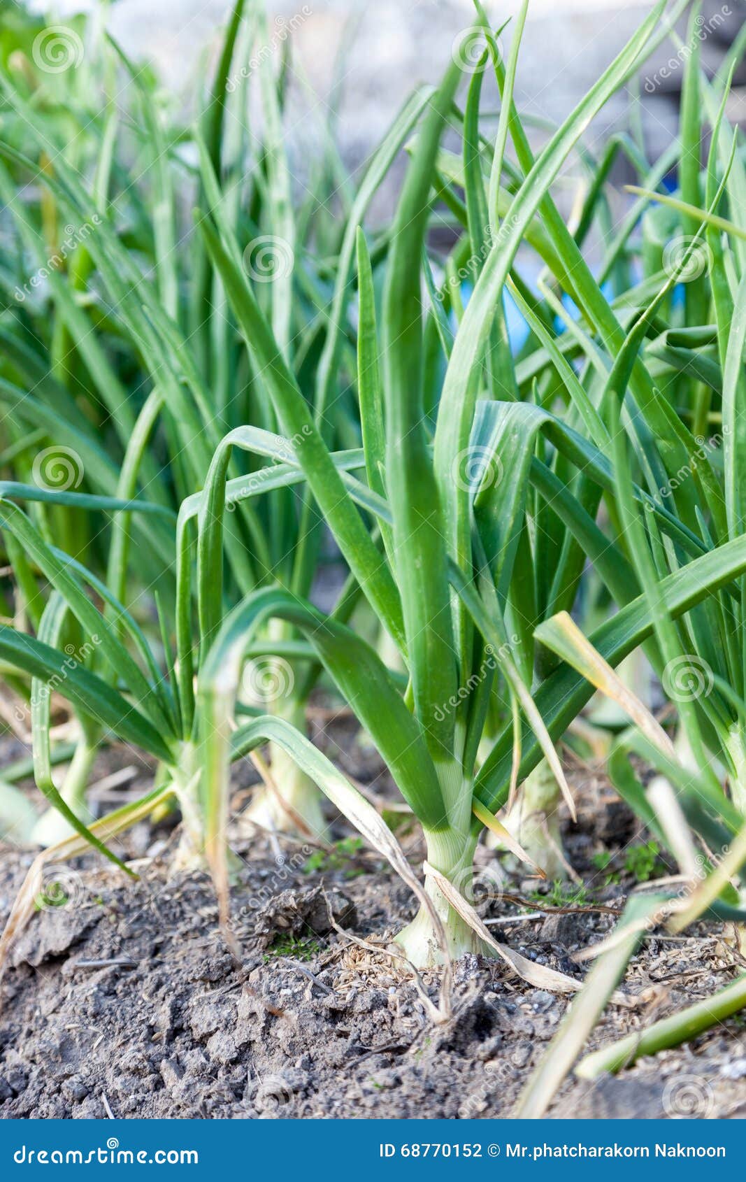Field of Sprout Spring Garden Plants Onion Stock Photo - Image of dark ...