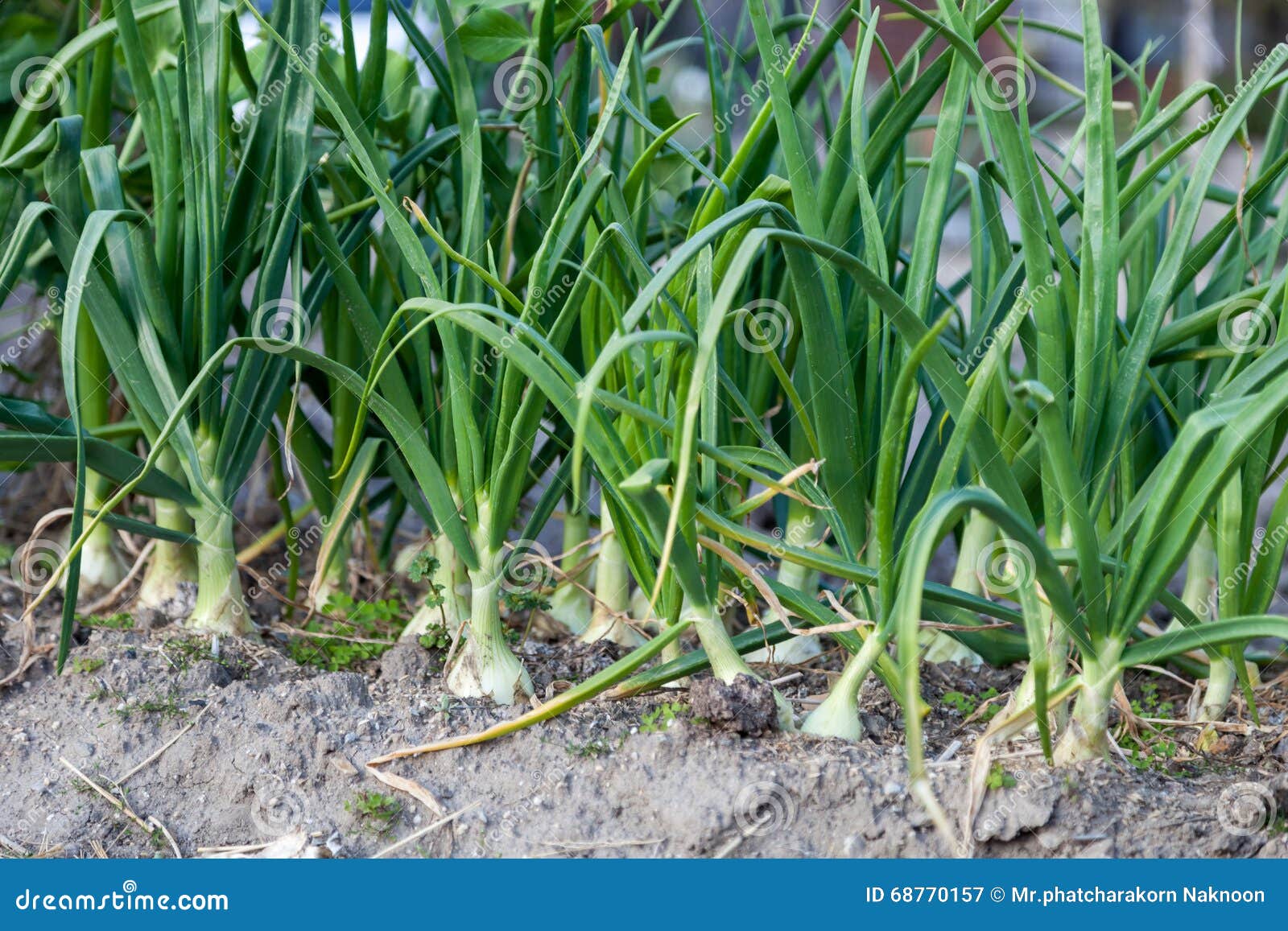 Field of Sprout Spring Garden Plants Onion Stock Image - Image of ...