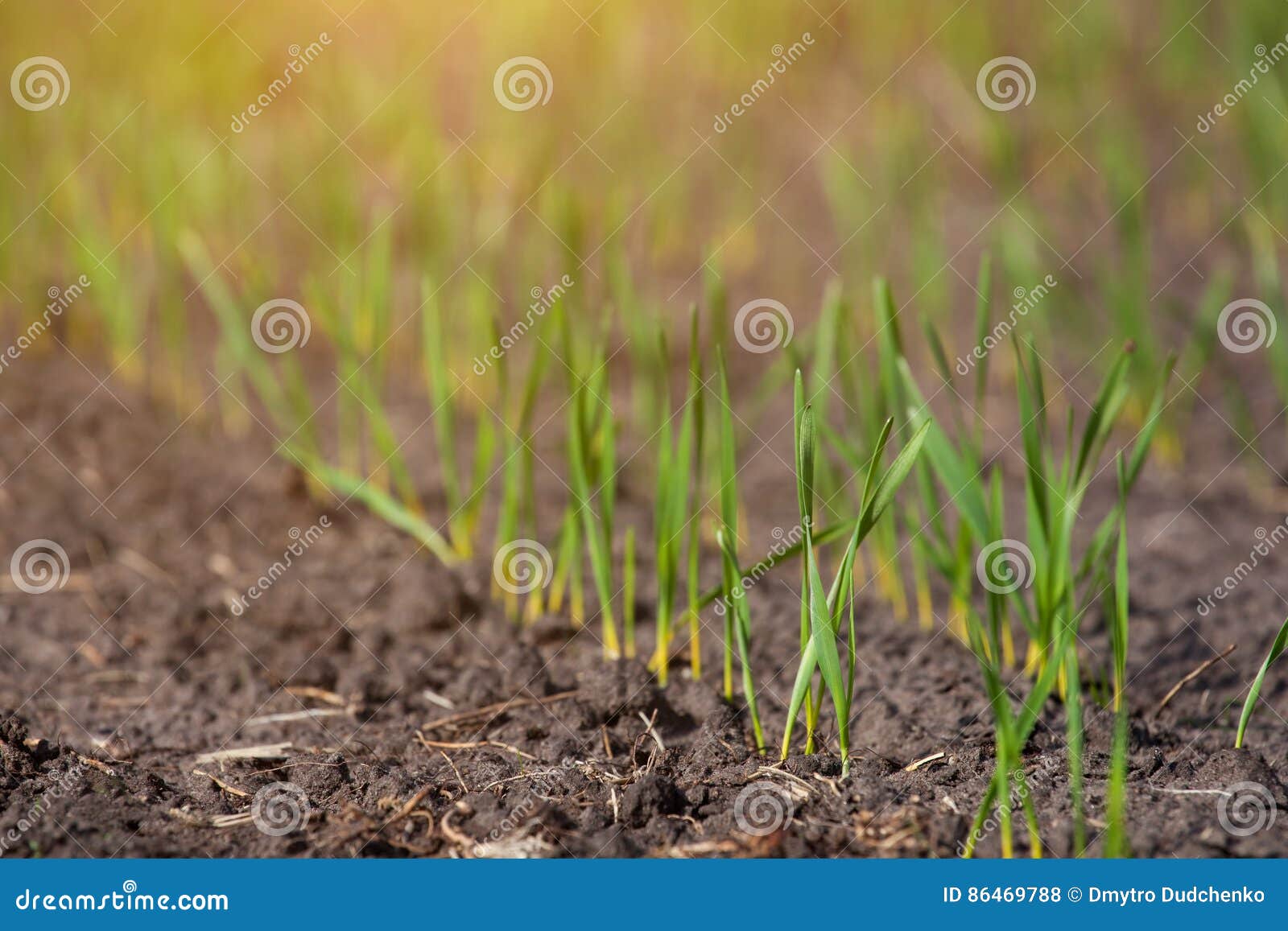 Field with Sprouted Winter Crops in a Row, Low Wheat, before ...