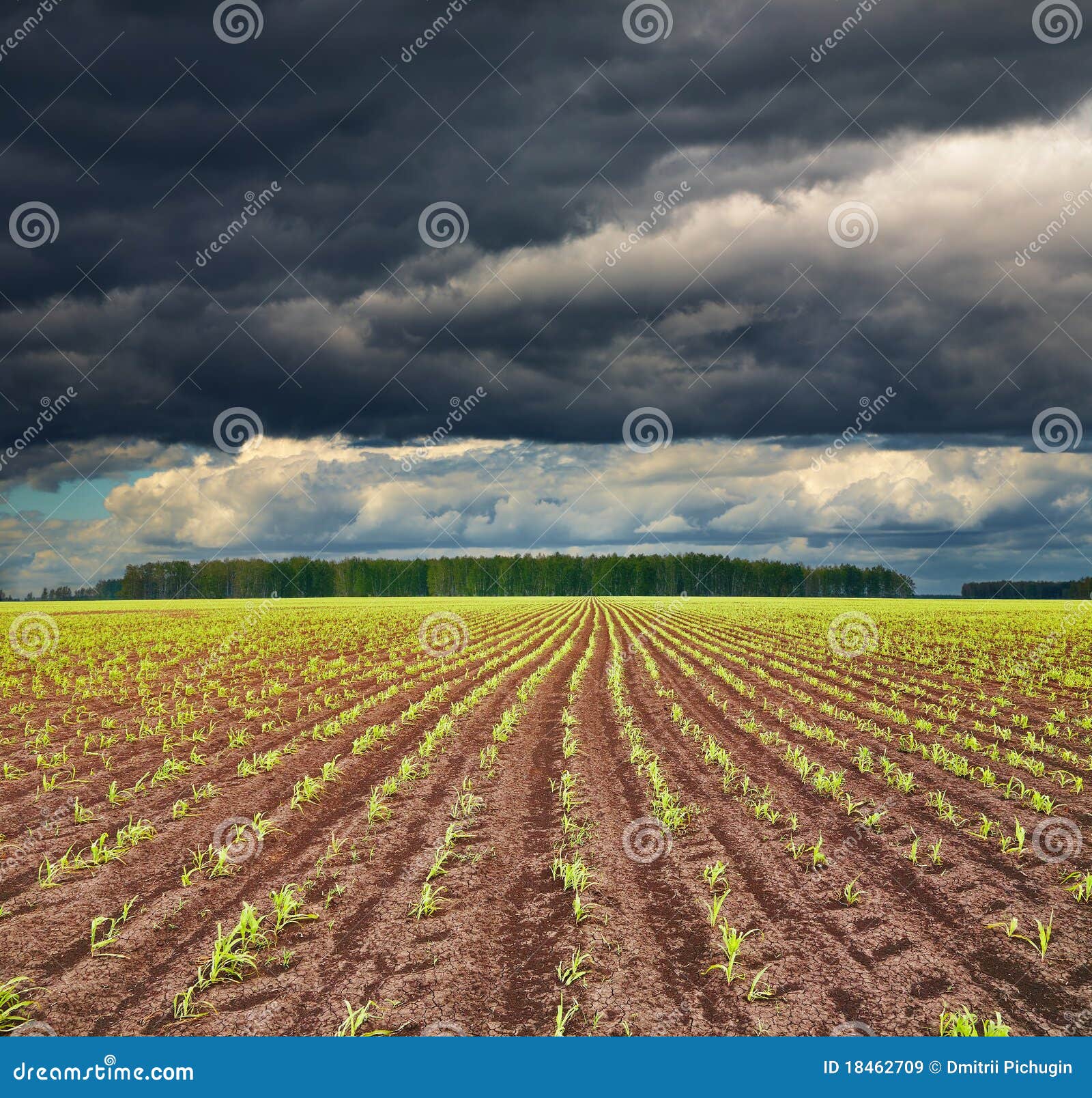Field with sprouting crops stock image. Image of cloudy - 18462709