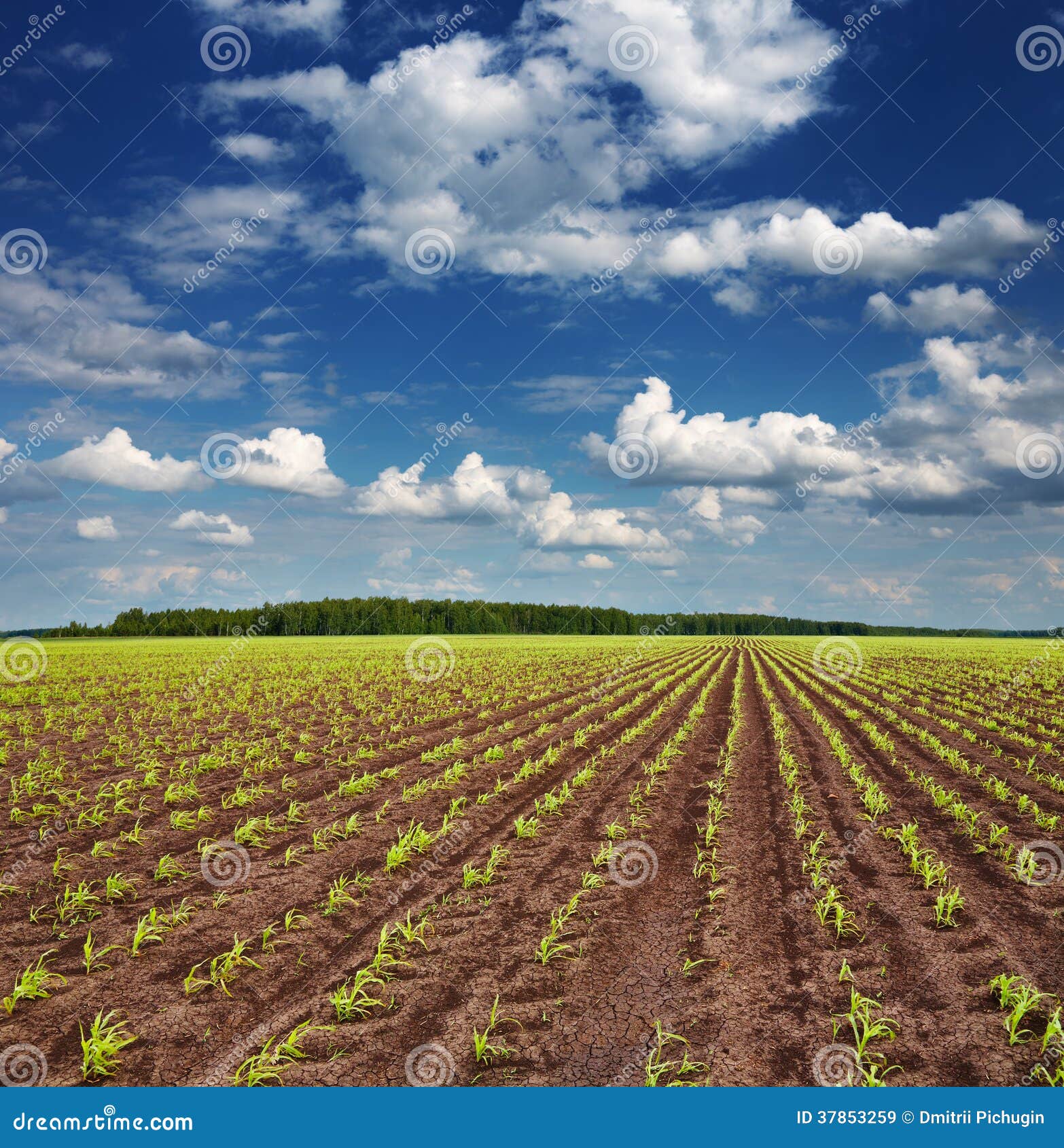Field with sprouting crops stock image. Image of agronomy - 37853259