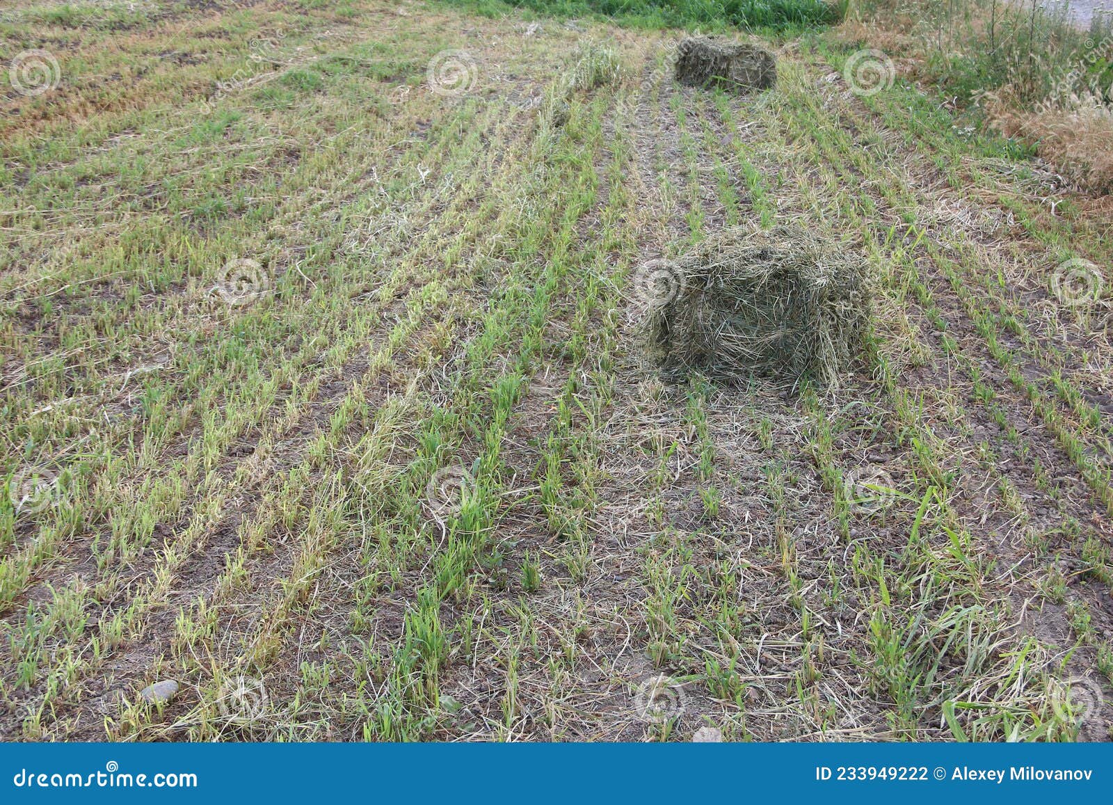 Field with Square Sheaves of Hay Stock Photo - Image of field ...