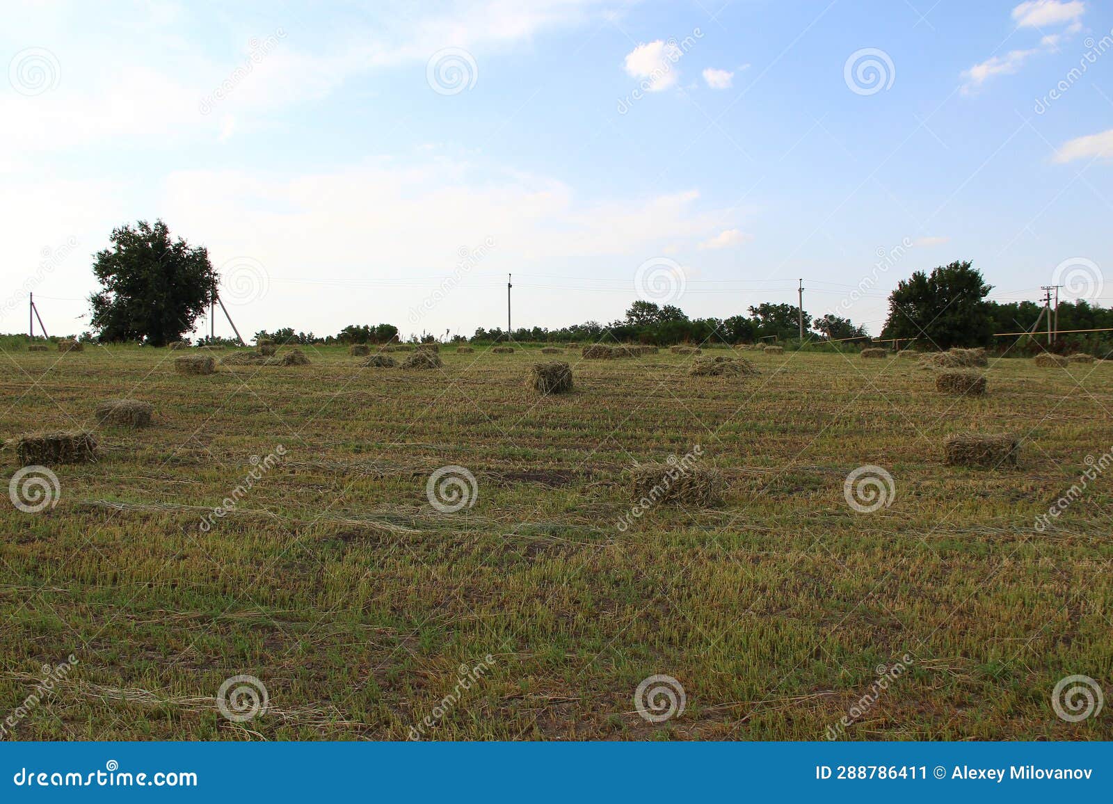 Field with Square Sheaves of Hay Stock Image - Image of yellow, nature ...