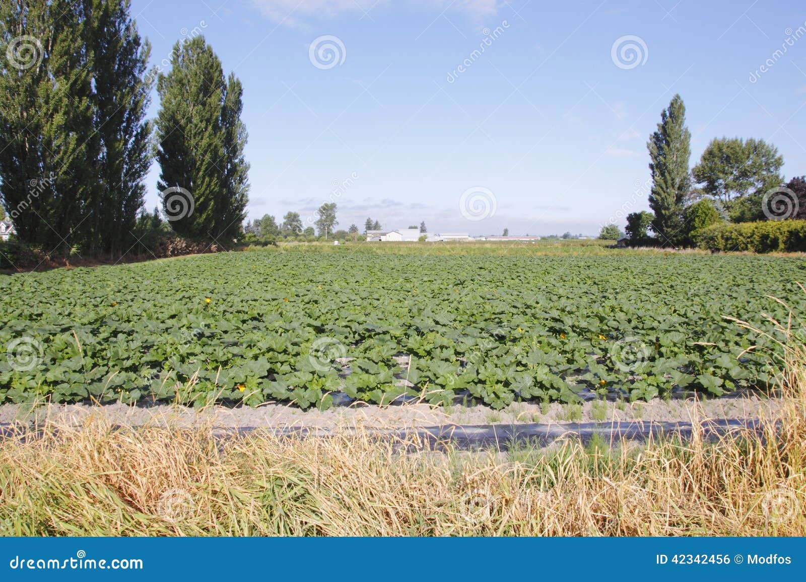 Field of Squash stock photo. Image of seedling, bountiful - 42342456