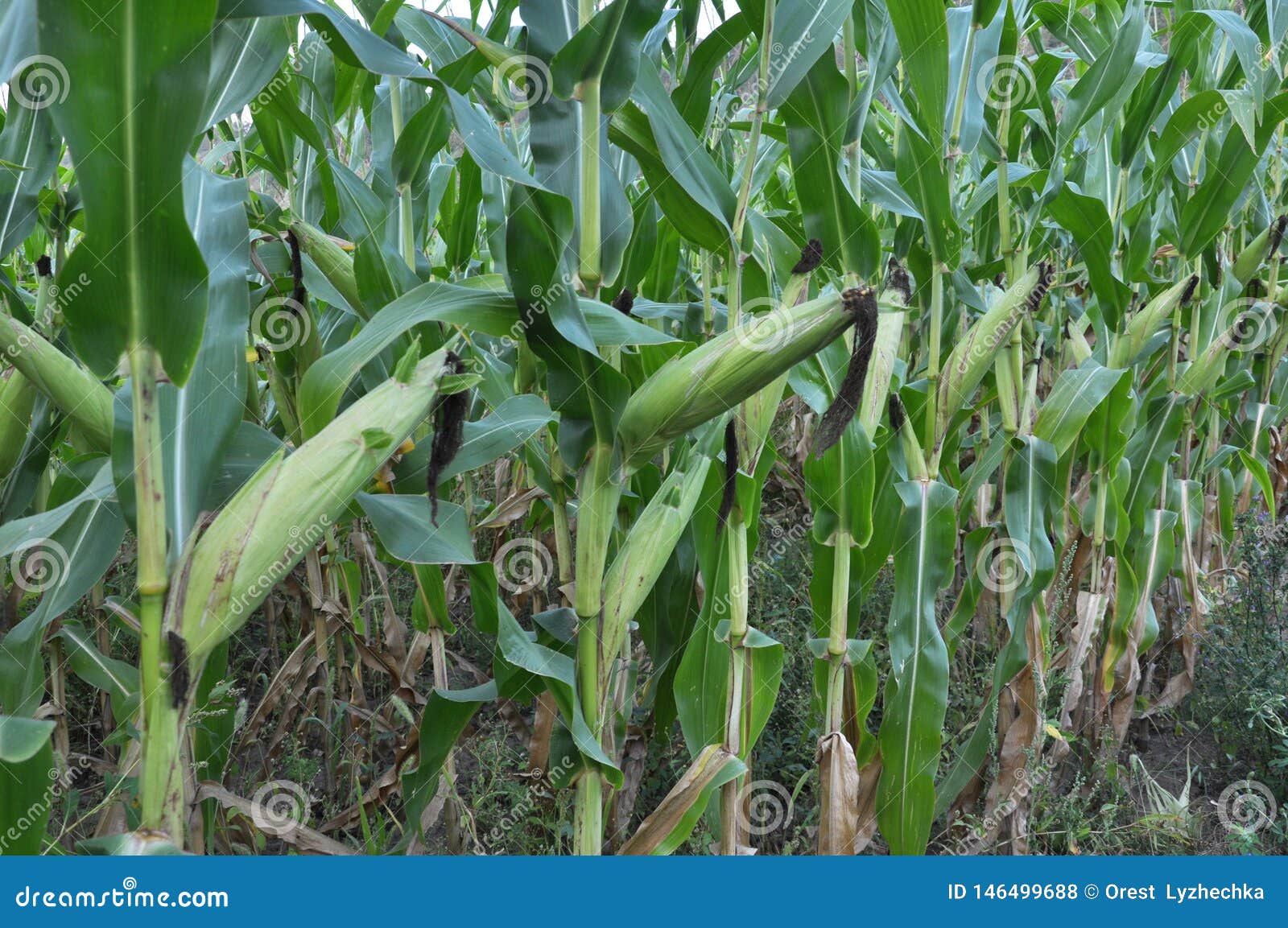 On the Stem of Corn Ripens the Cob Stock Photo - Image of green ...