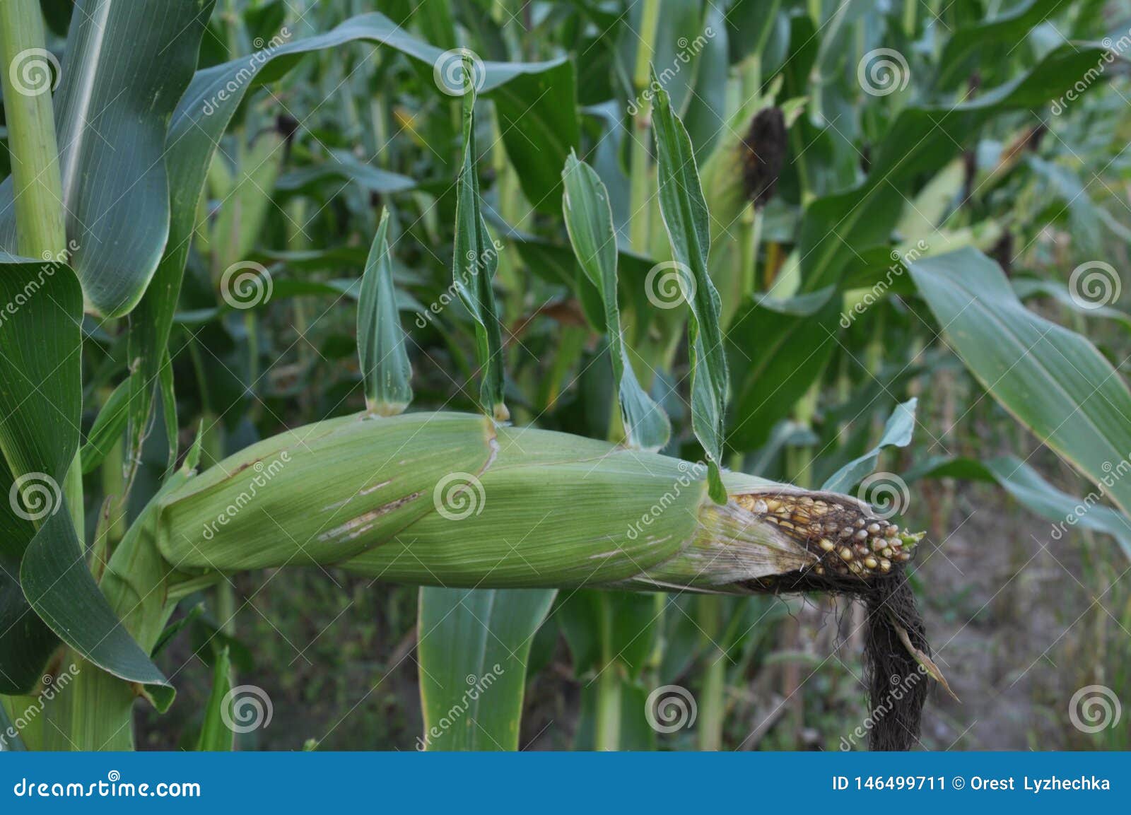 On the Stem of Corn Ripens the Cob Stock Image - Image of green, maize ...