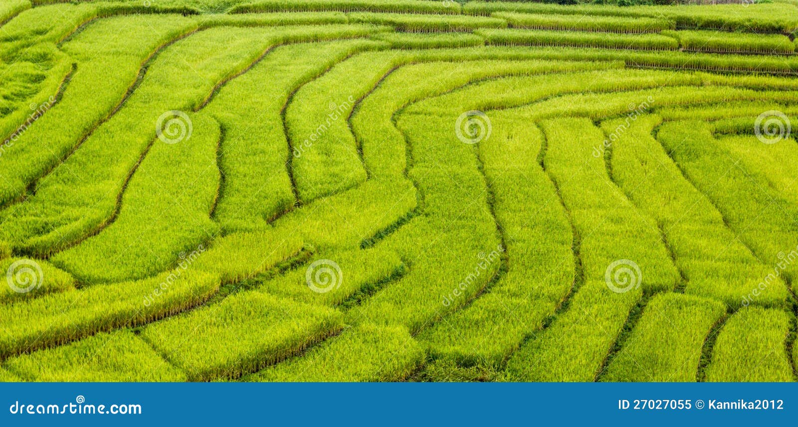 Field step stock image. Image of field, plant, asia, agriculture - 27027055