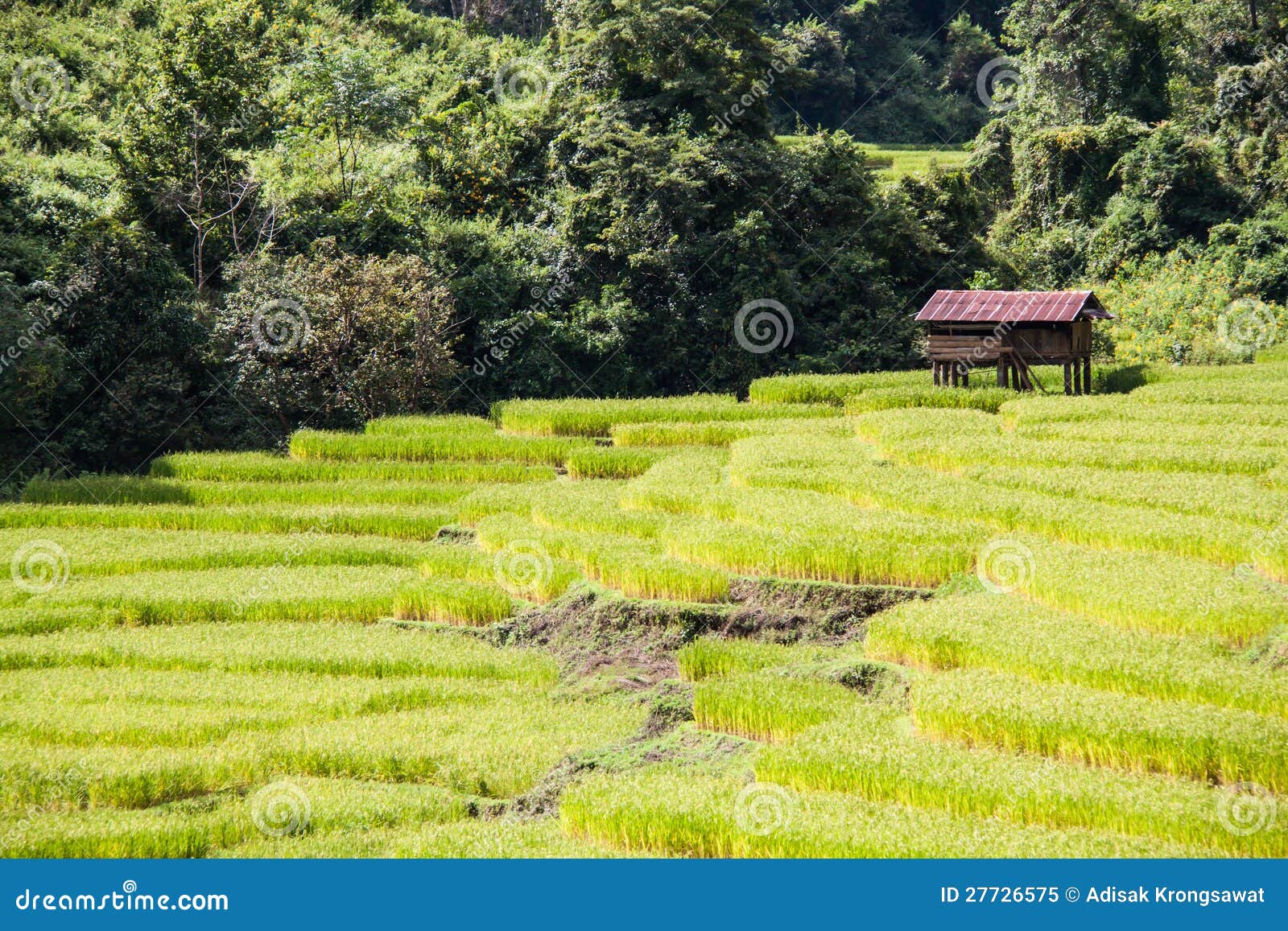 Field steps stock image. Image of plant, landscape, hill - 27726575
