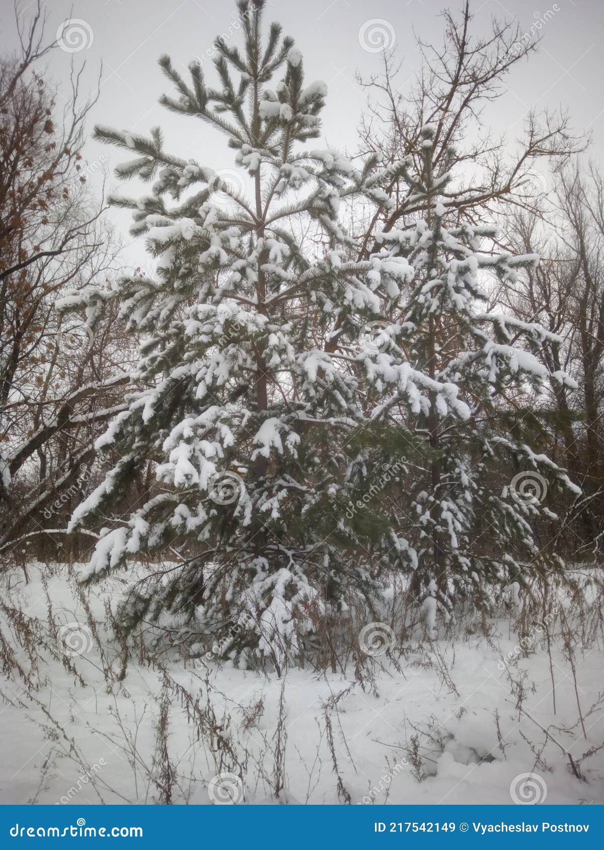 A field in a stone ravine stock image. Image of field - 217542149