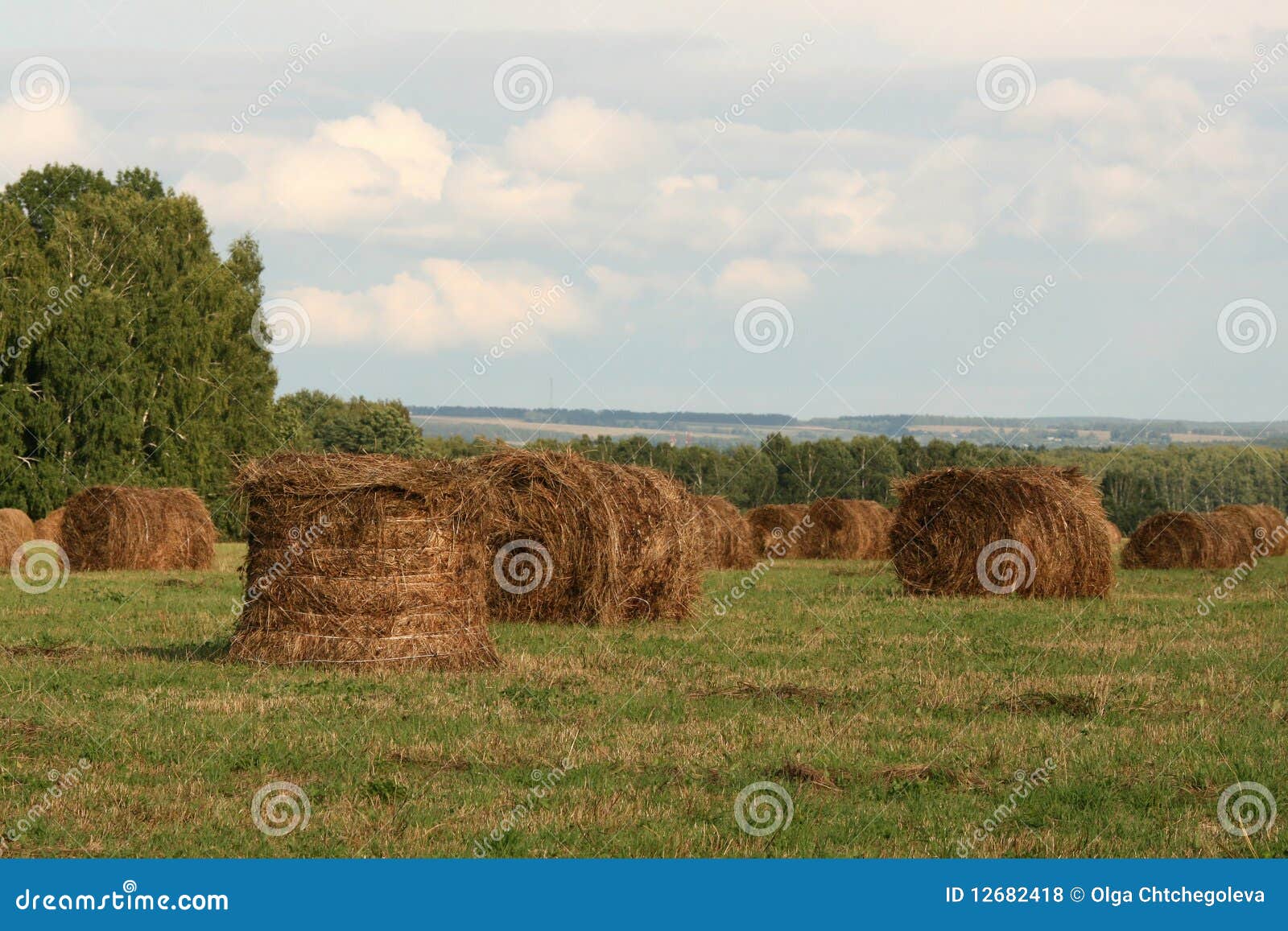 Field after Straw Cleaning in Bales Stock Photo - Image of green ...